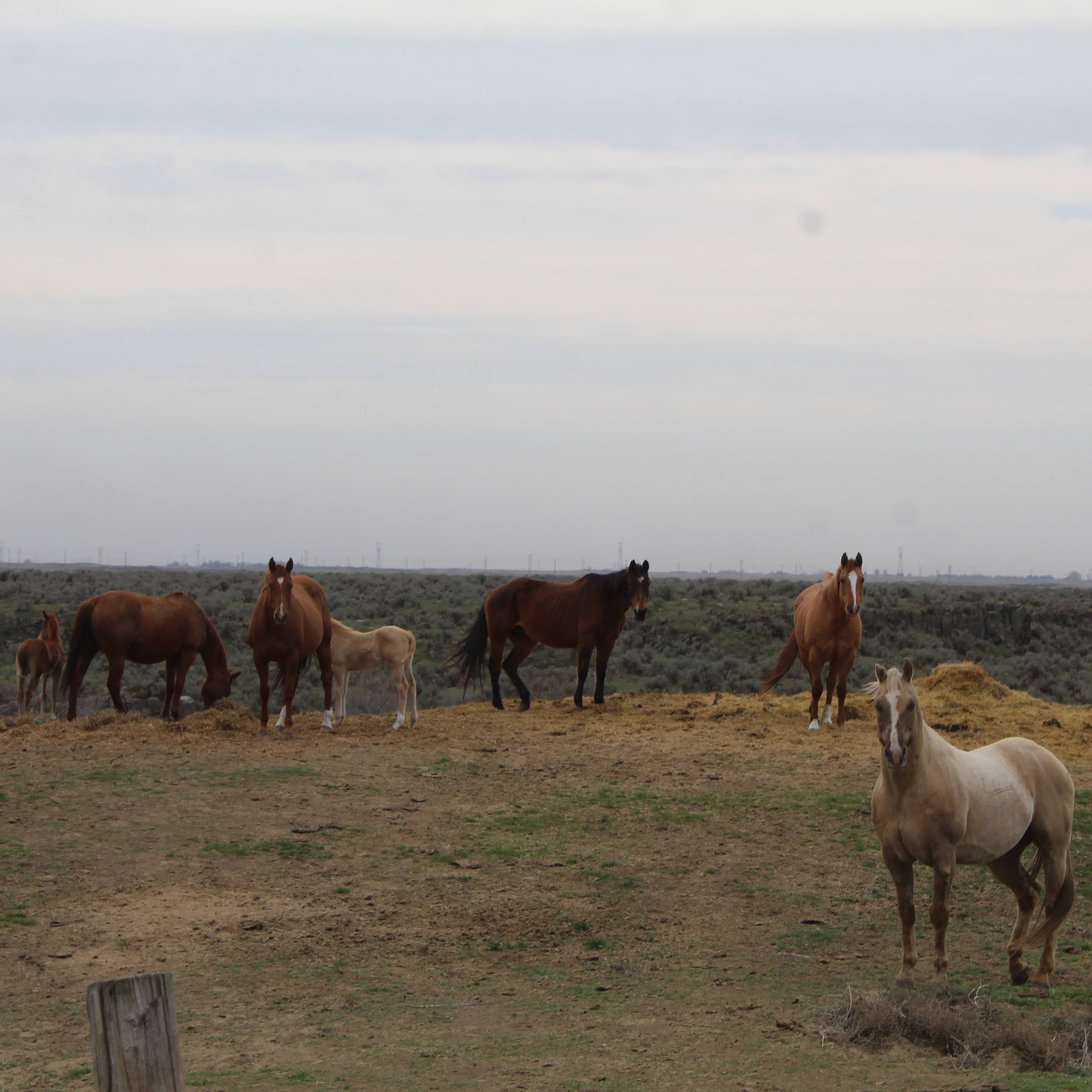 Doll Docsan | KT Ranch