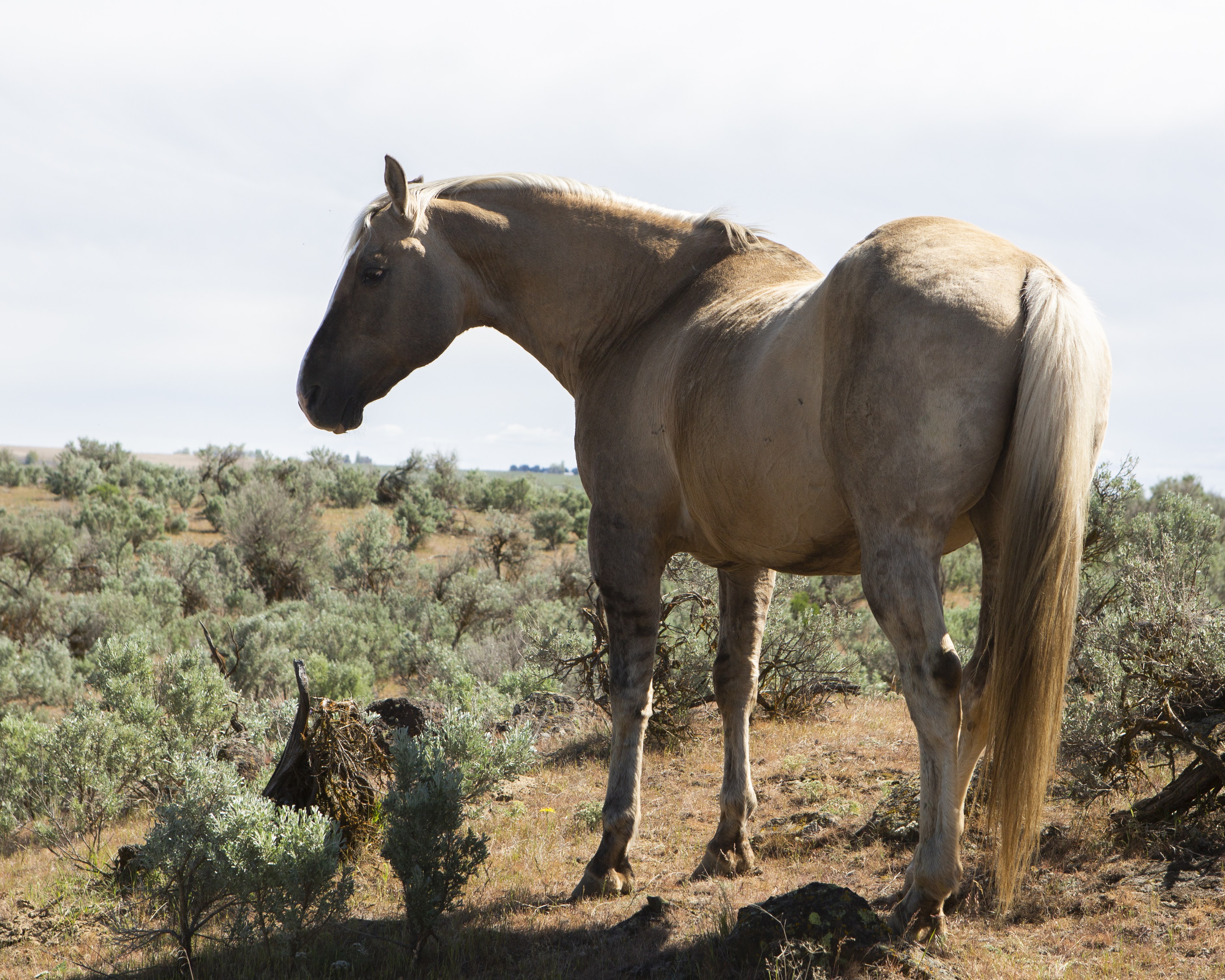 Doll Docsan | KT Ranch