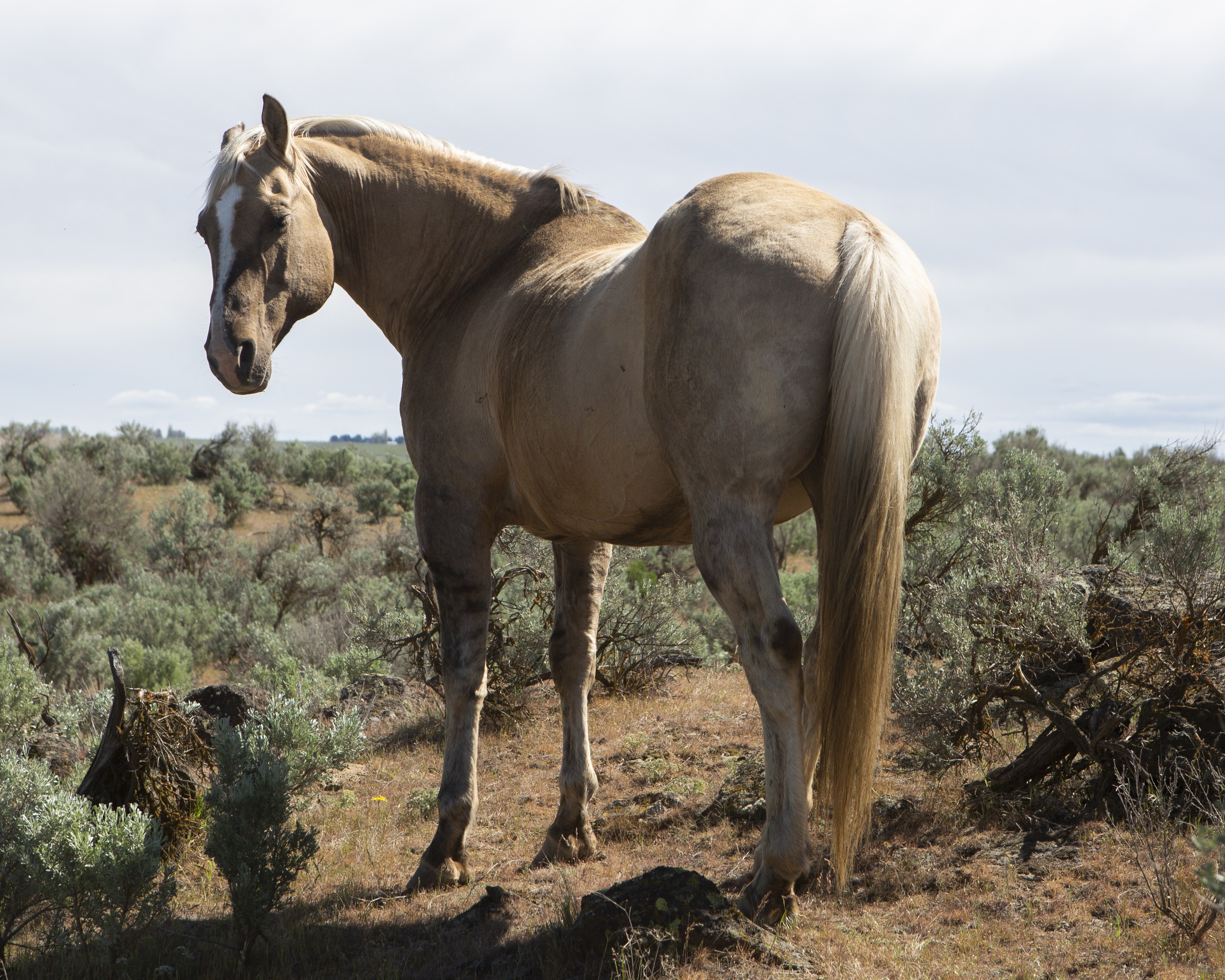 Doll Docsan | KT Ranch