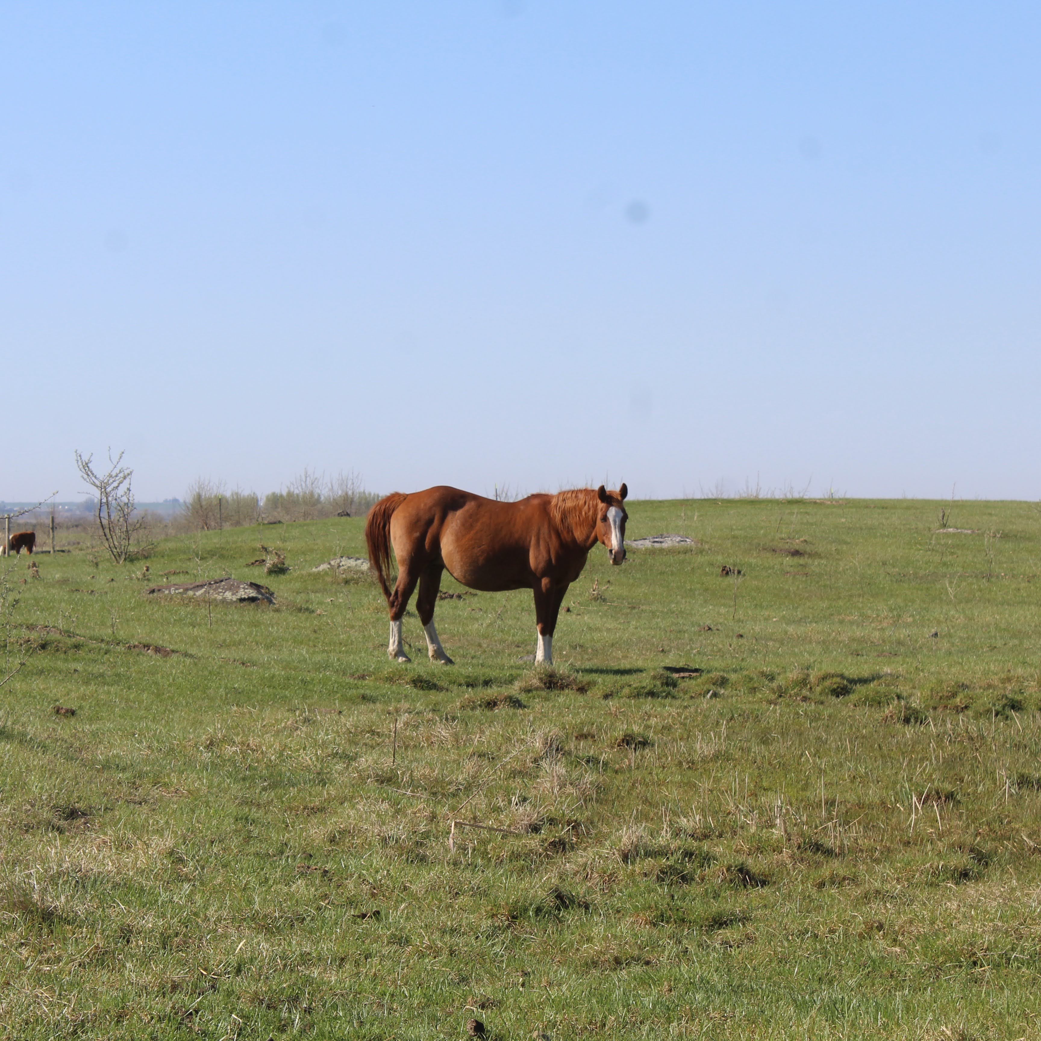 We put Red Robin in with Gunner this year, can’t wait to see that baby ...