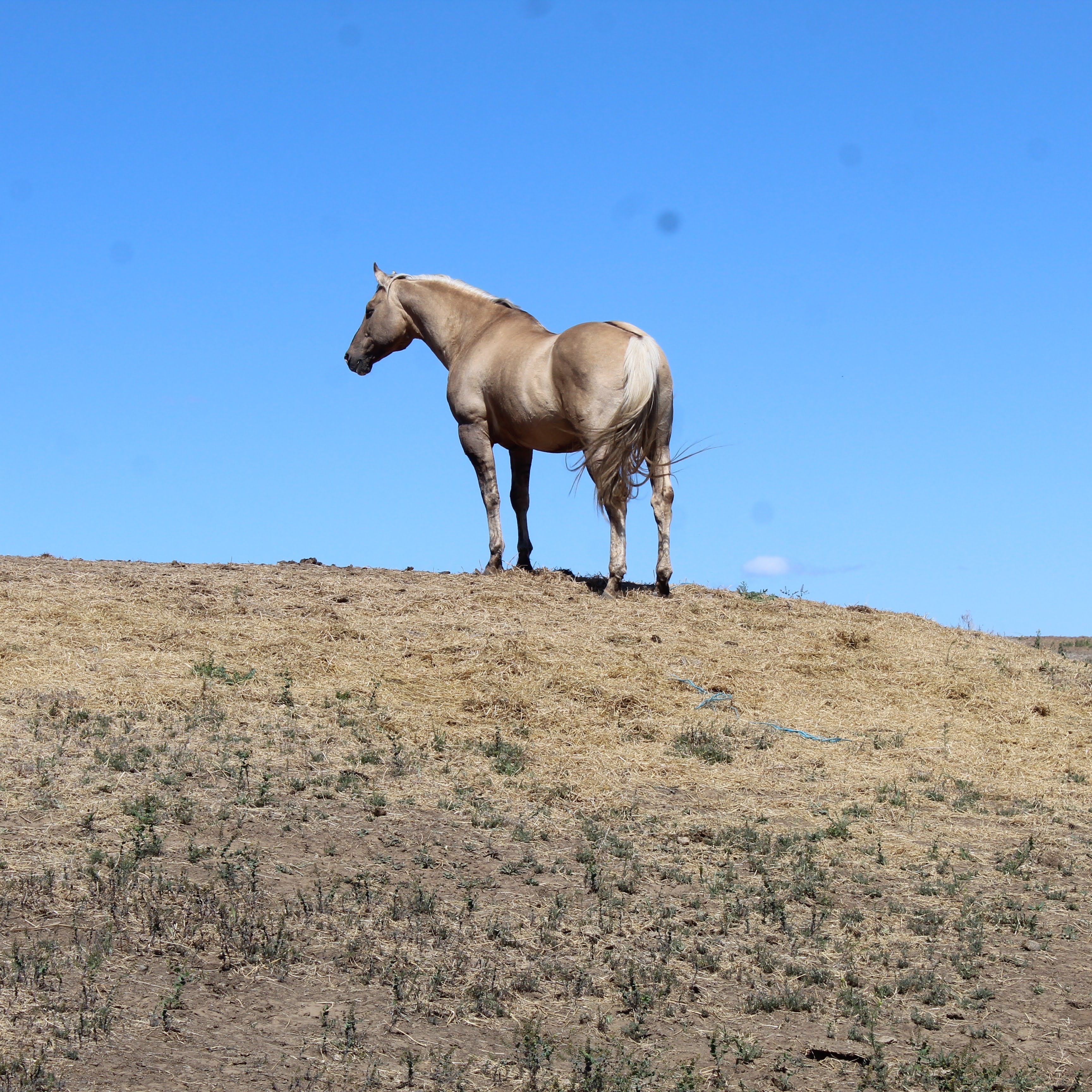 Doll Docsan | KT Ranch