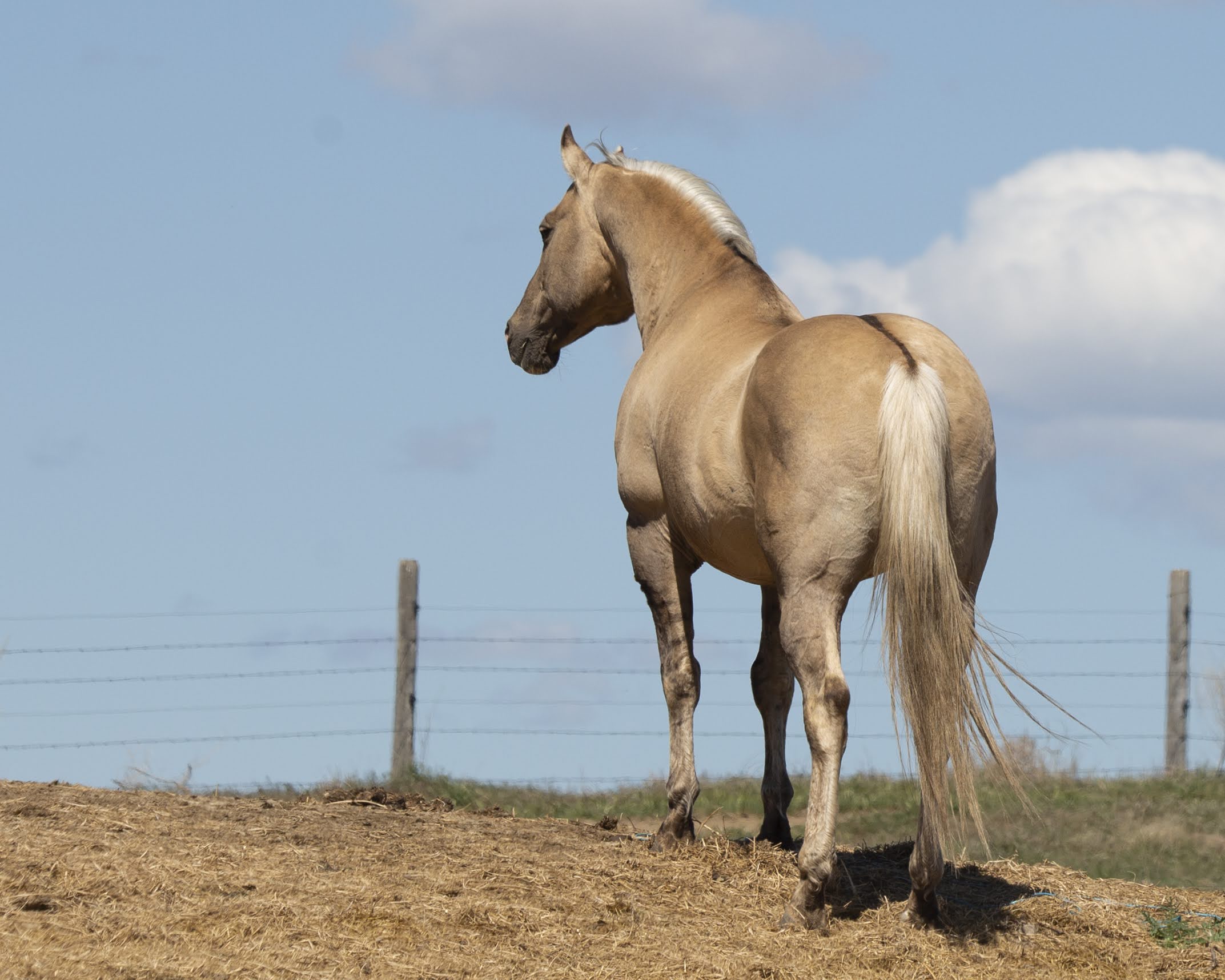 Doll Docsan | KT Ranch