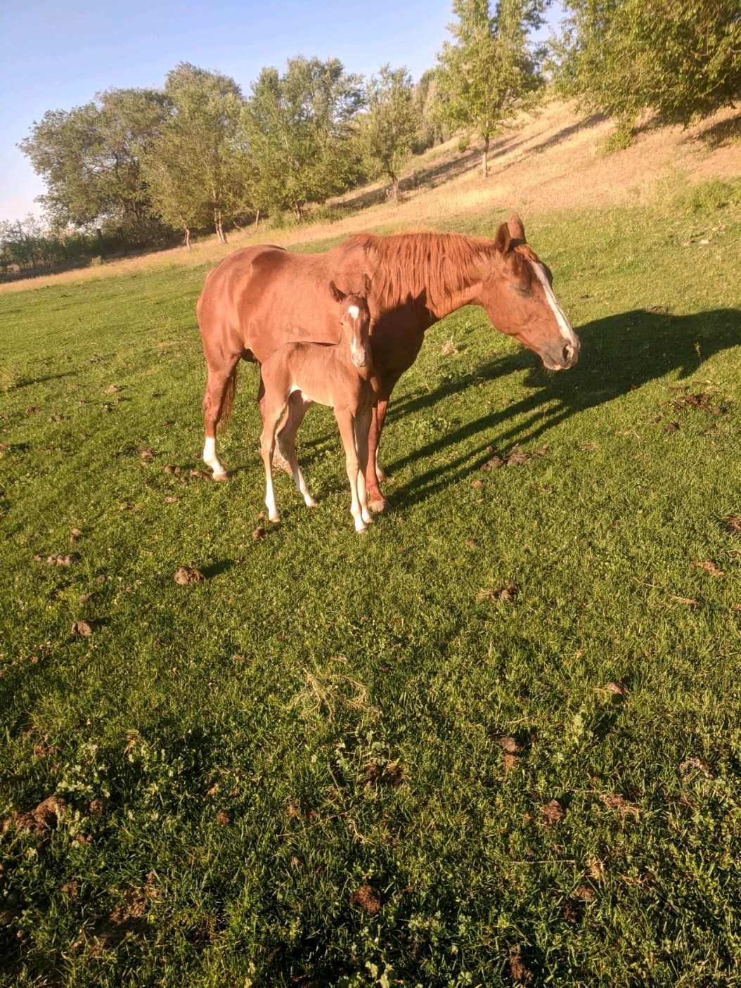 Blue/Colonel baby | KT Ranch