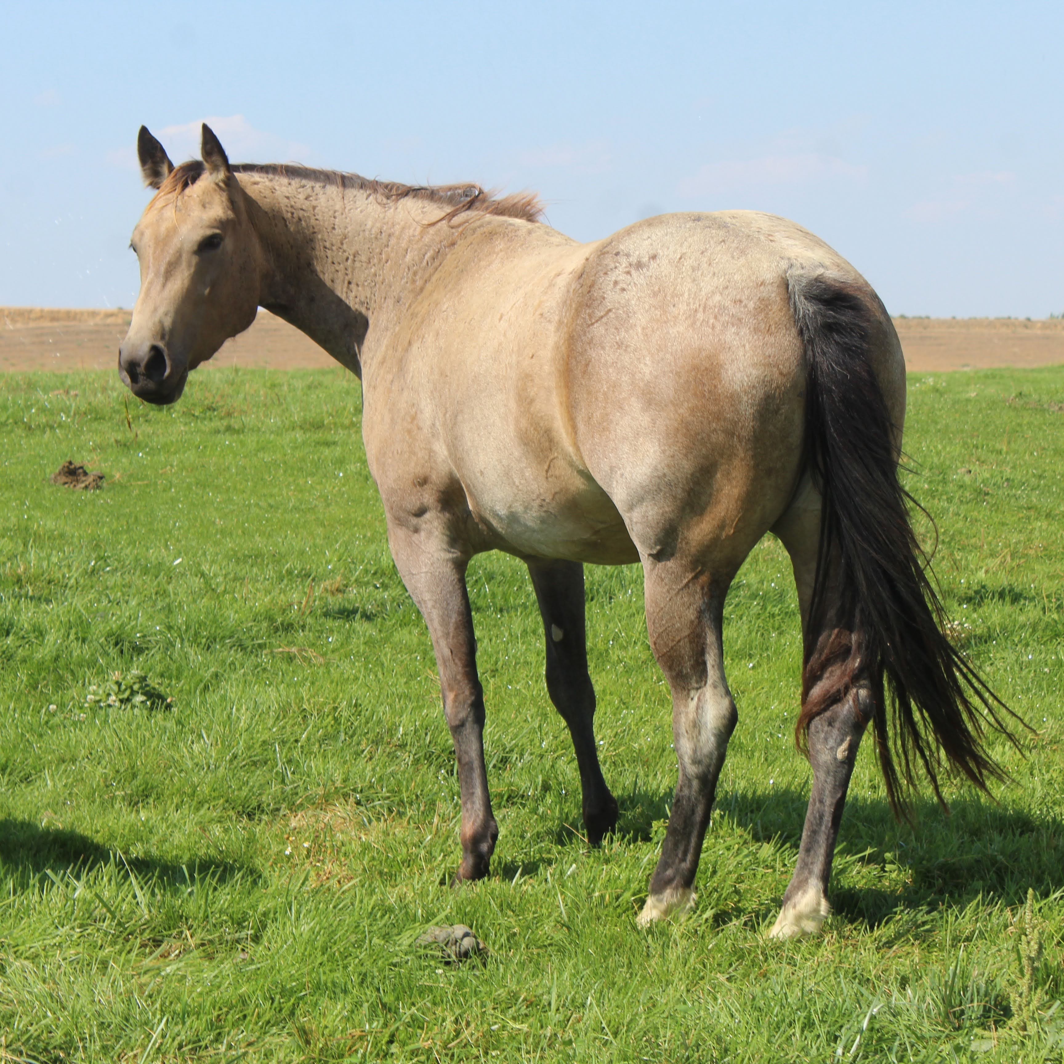 sally-aug-2021 | KT Ranch
