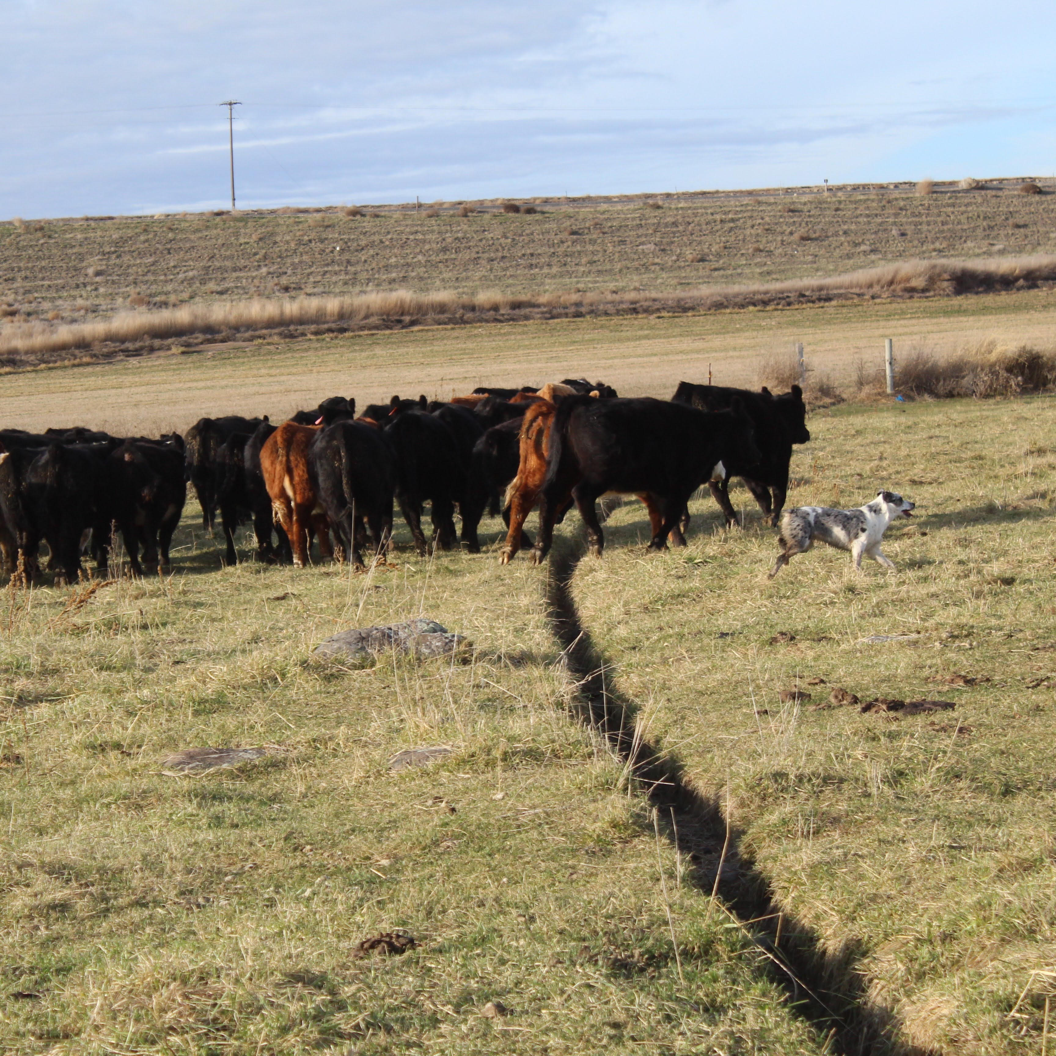 Idaho Shag/Border Collie puppies in SE Idaho | KT Ranch