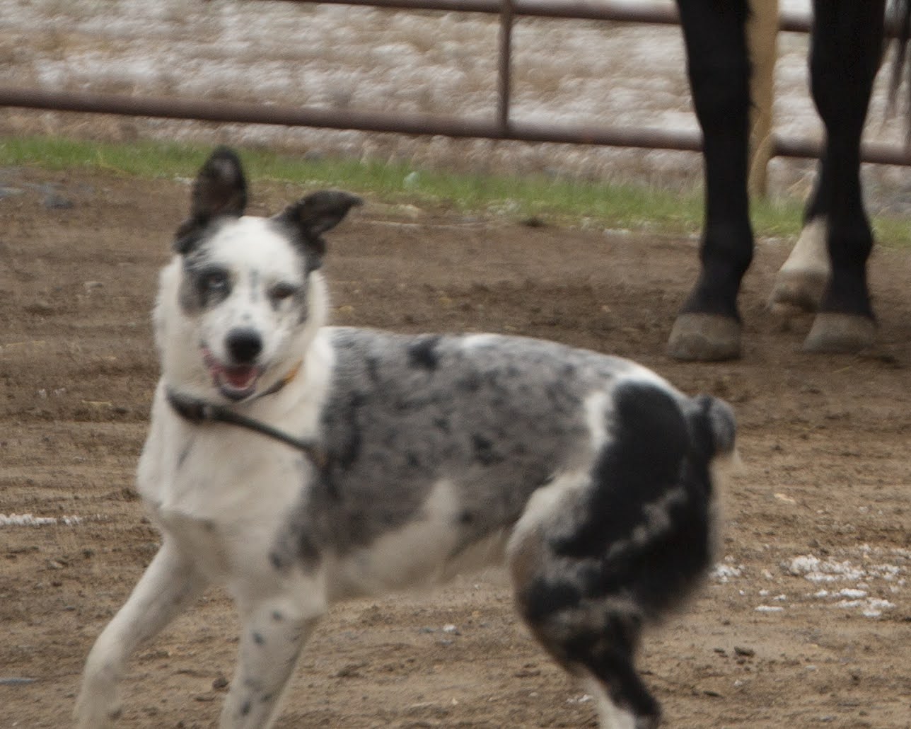 Idaho Shag/Border Collie puppies in SE Idaho | KT Ranch