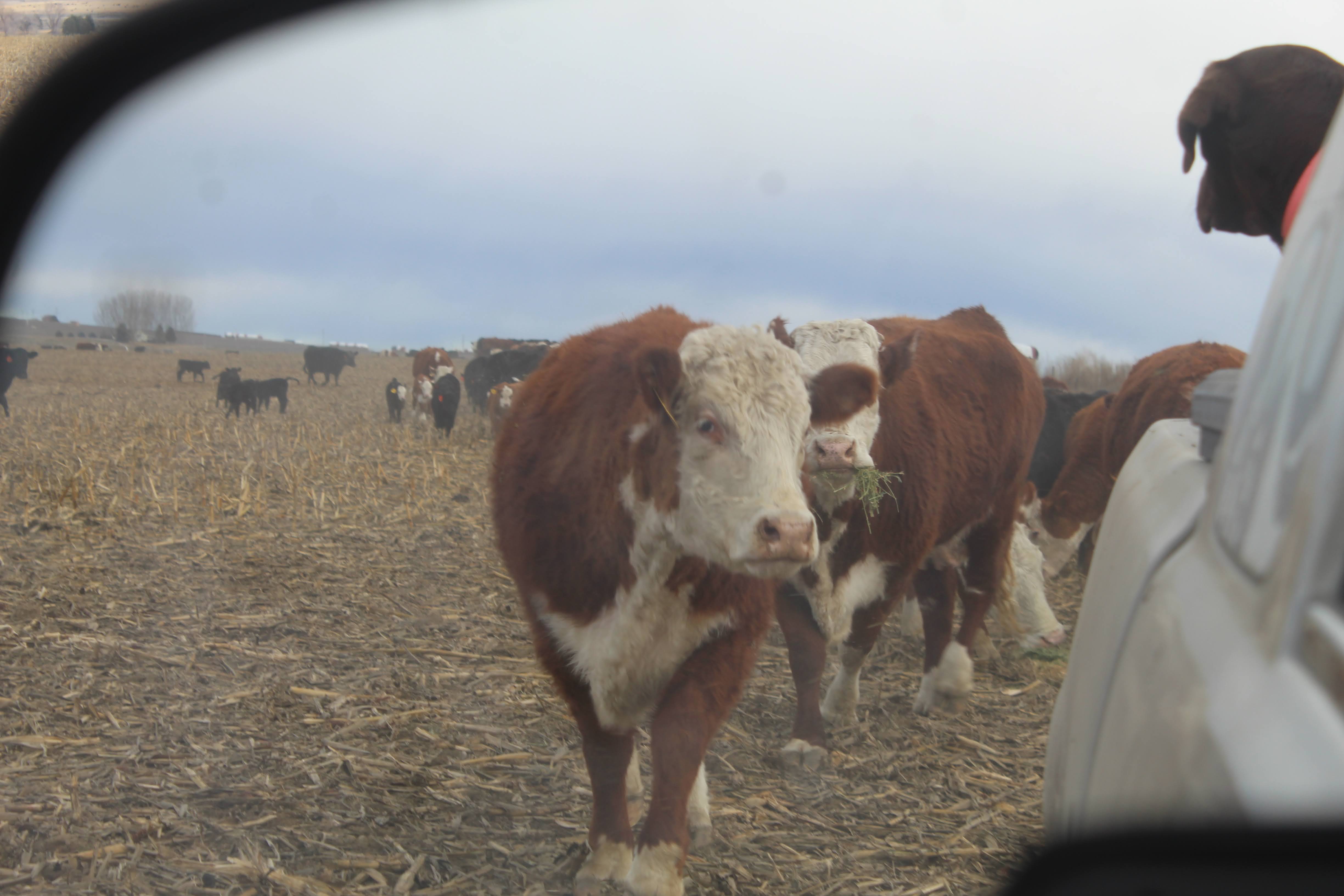 Feeding cows Feb 2022-1 | KT Ranch