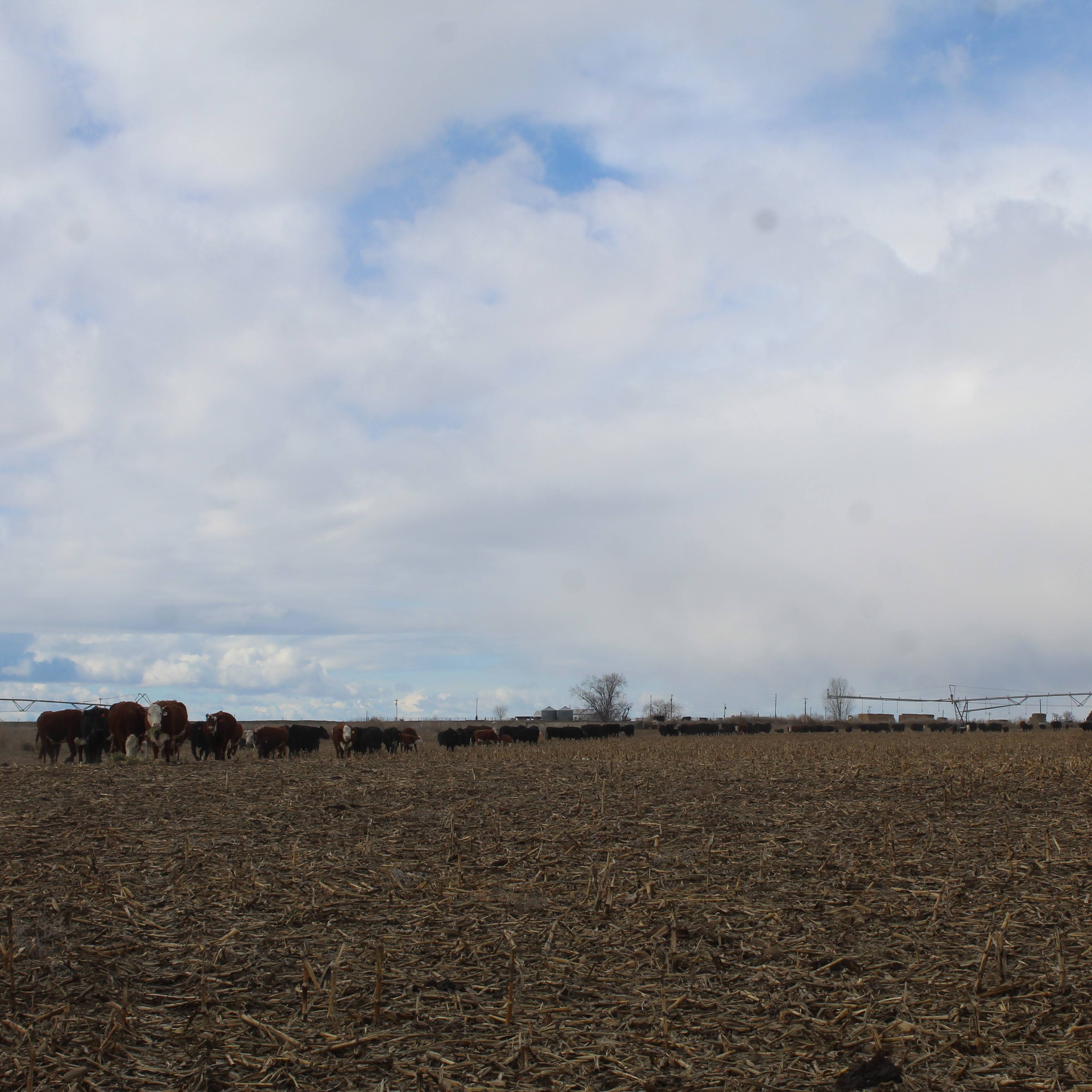 Feeding cows Feb 2022 | KT Ranch
