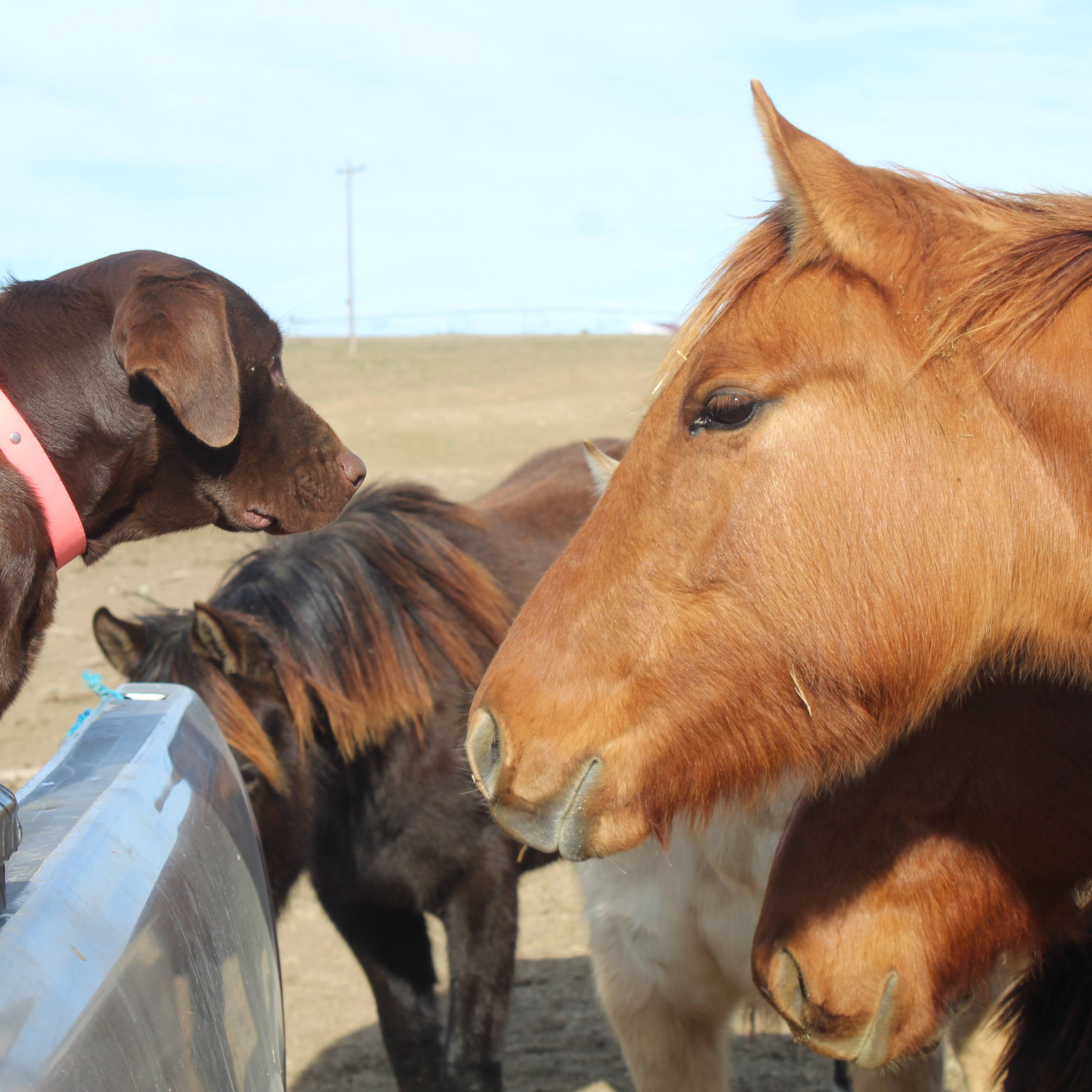 Mean Jean and Coco Feb 2022 | KT Ranch