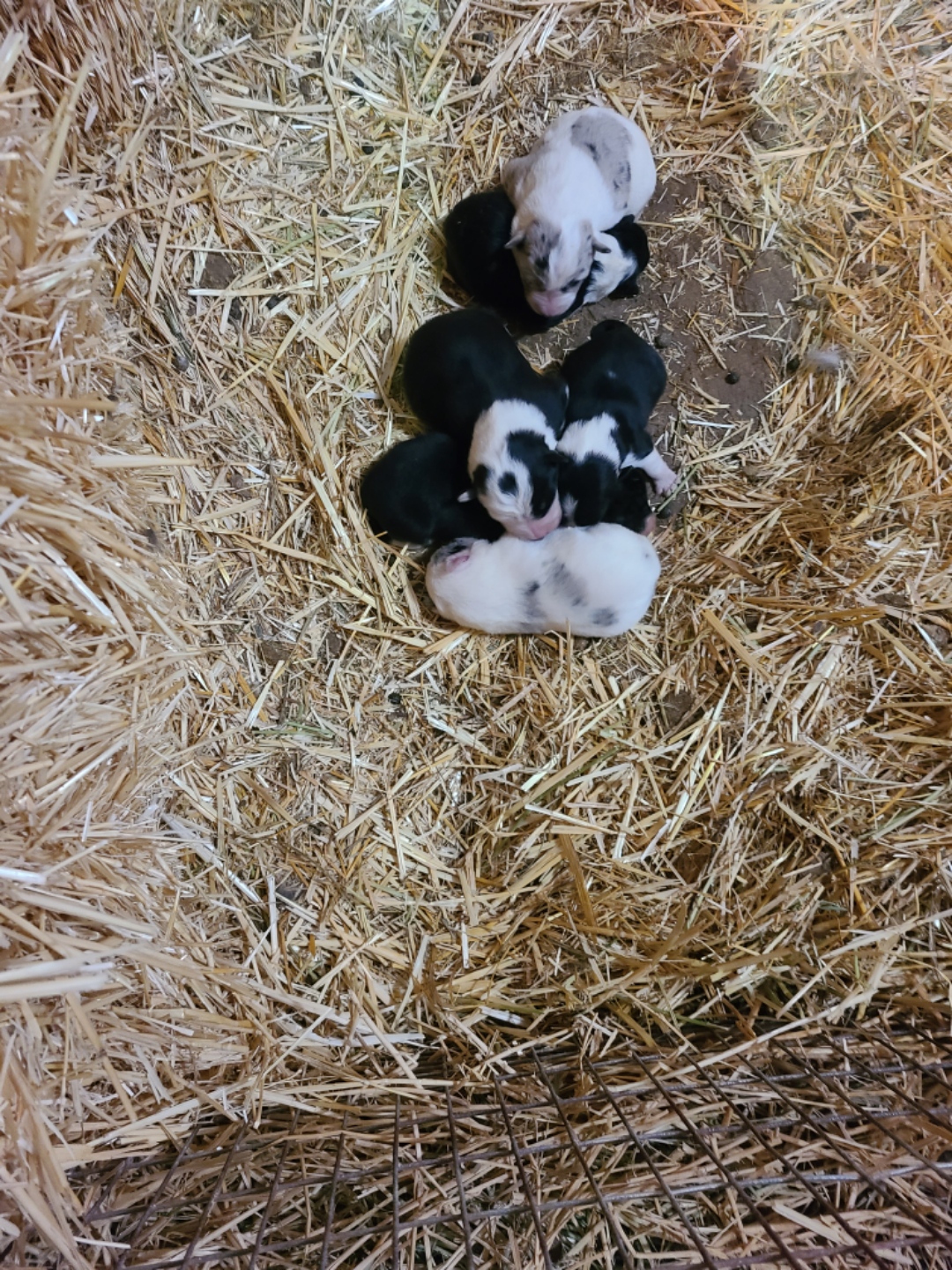 Idaho Shag/Border Collie puppies in SE Idaho | KT Ranch