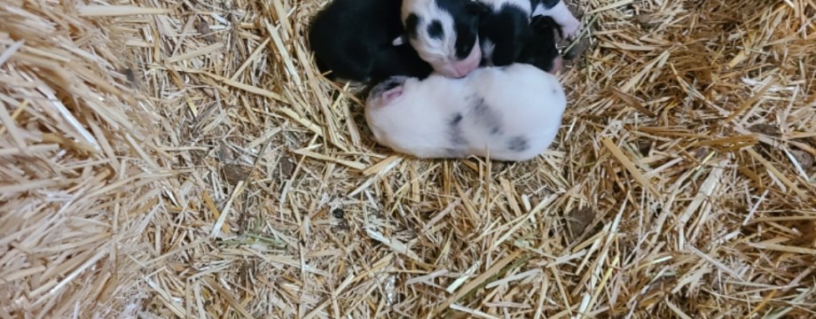 Idaho Shag/Border Collie puppies in SE Idaho | KT Ranch
