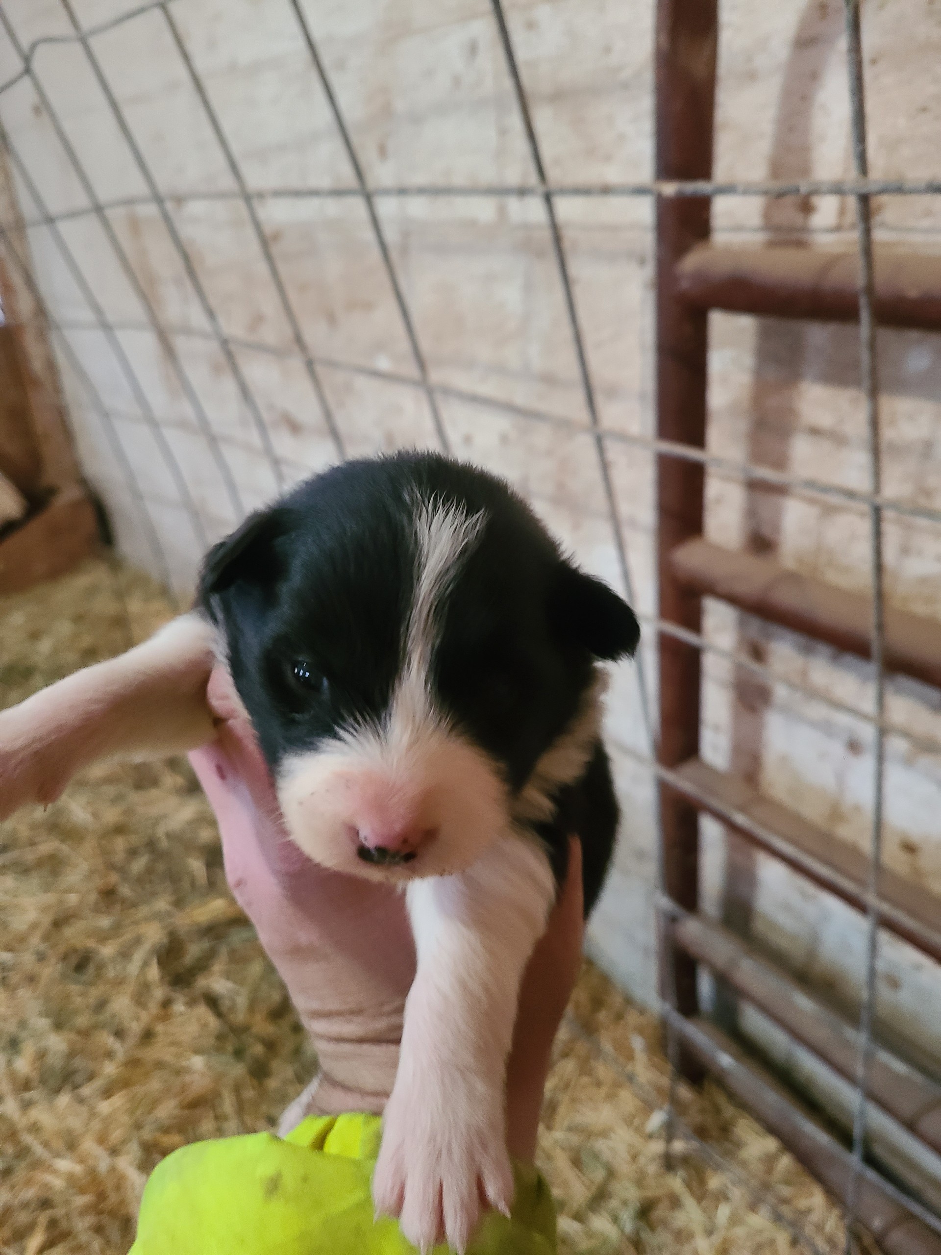 Idaho Shag/Border Collie puppies | KT Ranch