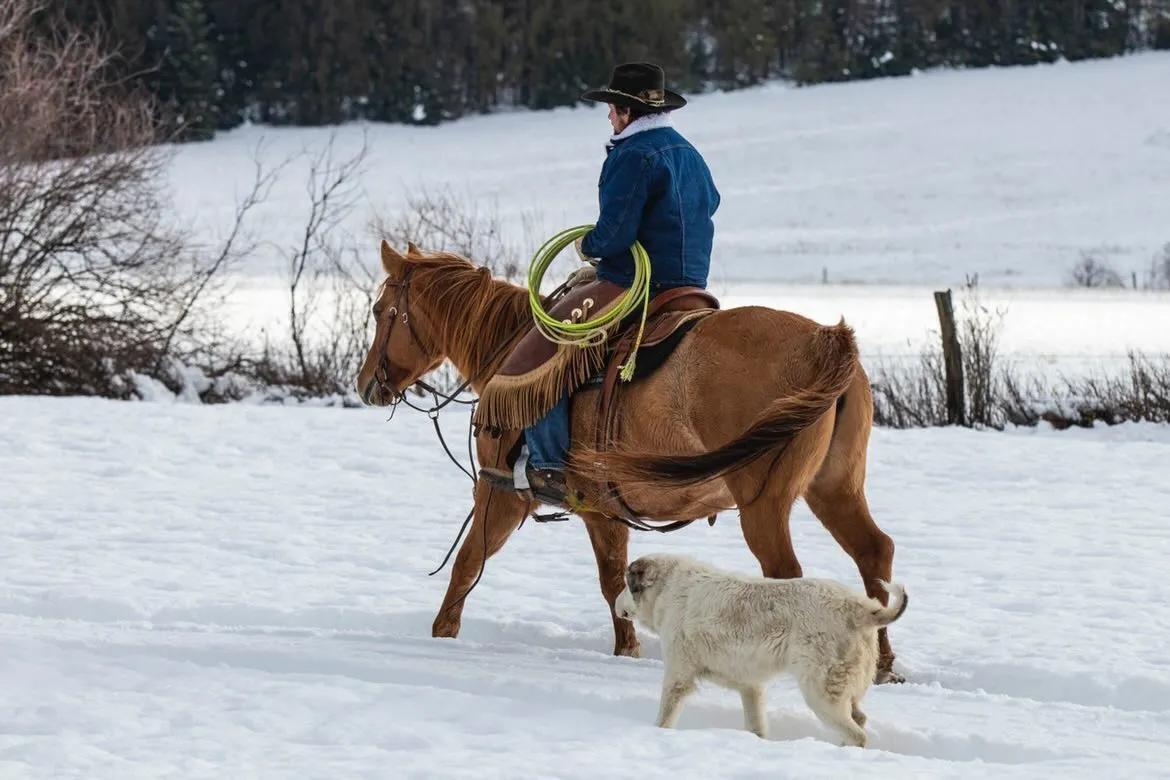 New Video of Dun Broke mare for sale: KT Sheza Love Bug | KT Ranch