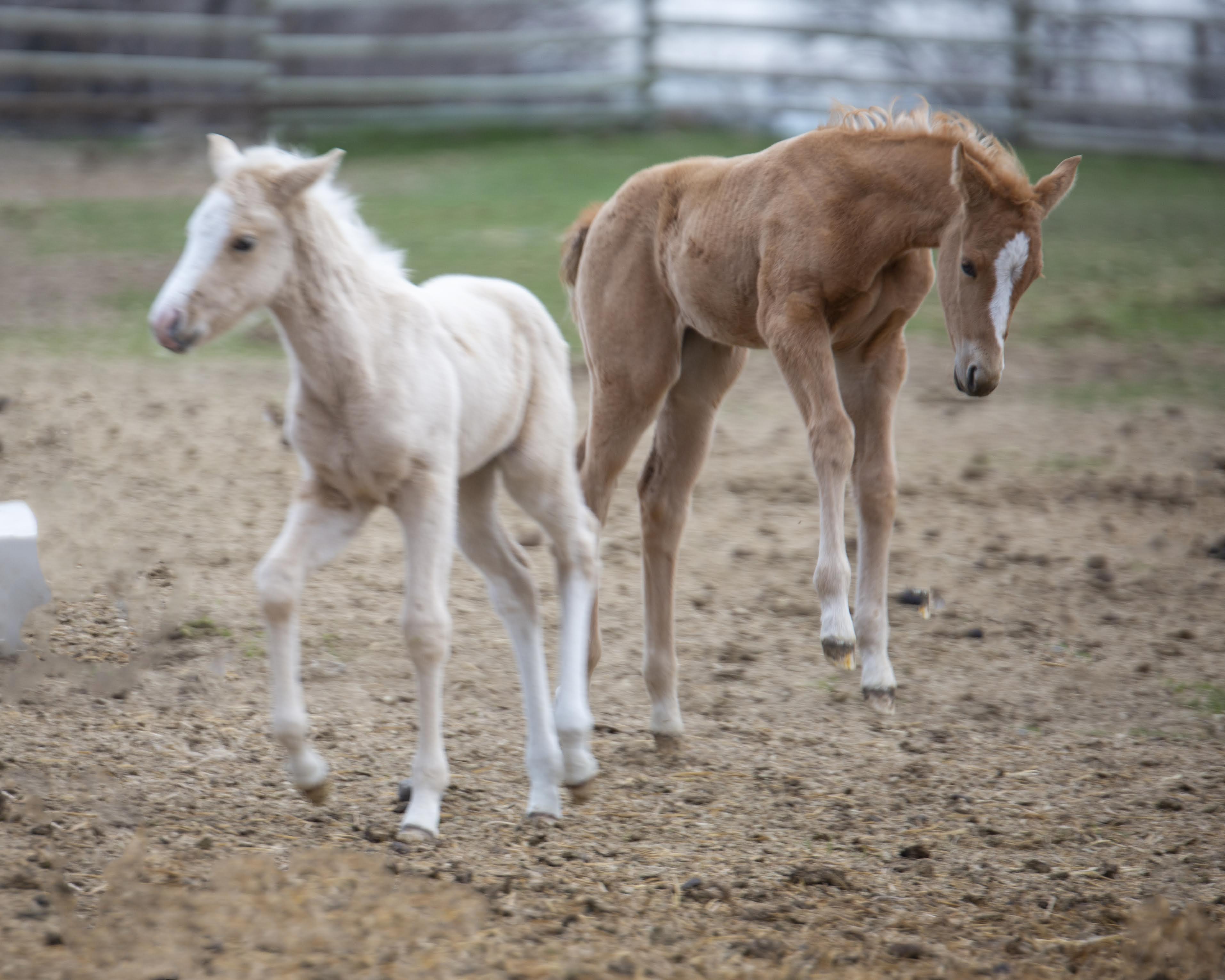 Newborn Palomino Foal