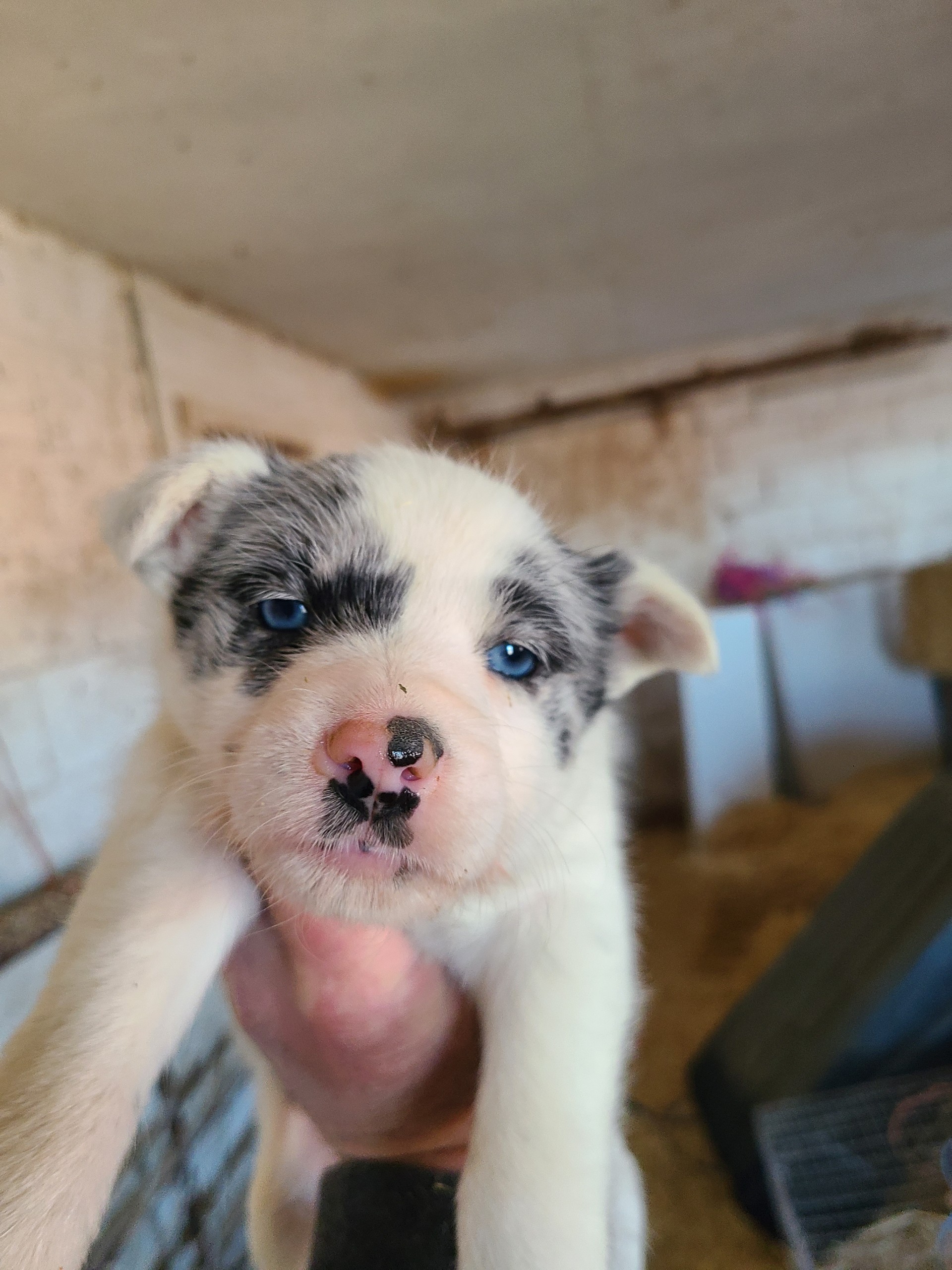 Idaho Shag/Border Collies | KT Ranch
