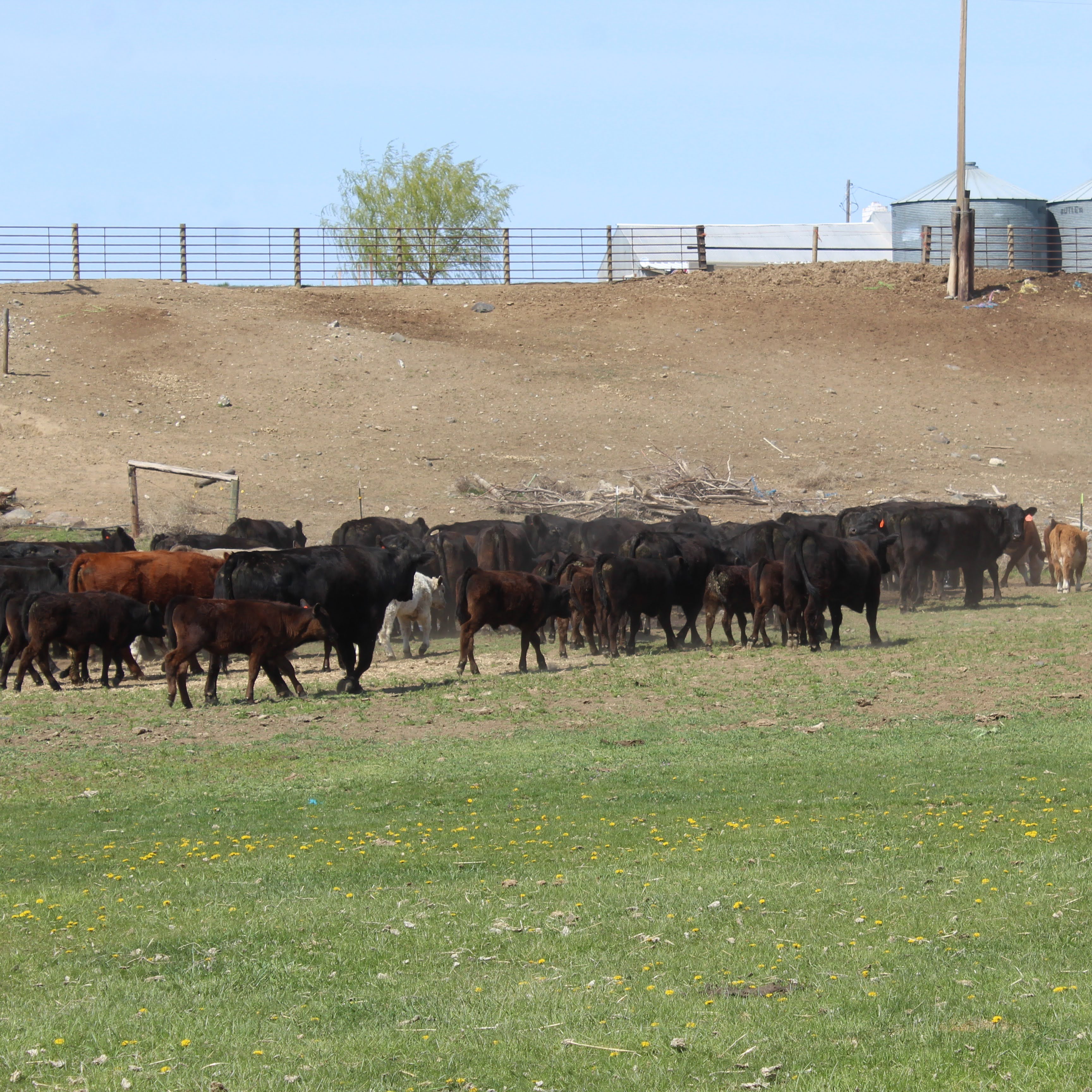 Working cows April 2022 | KT Ranch