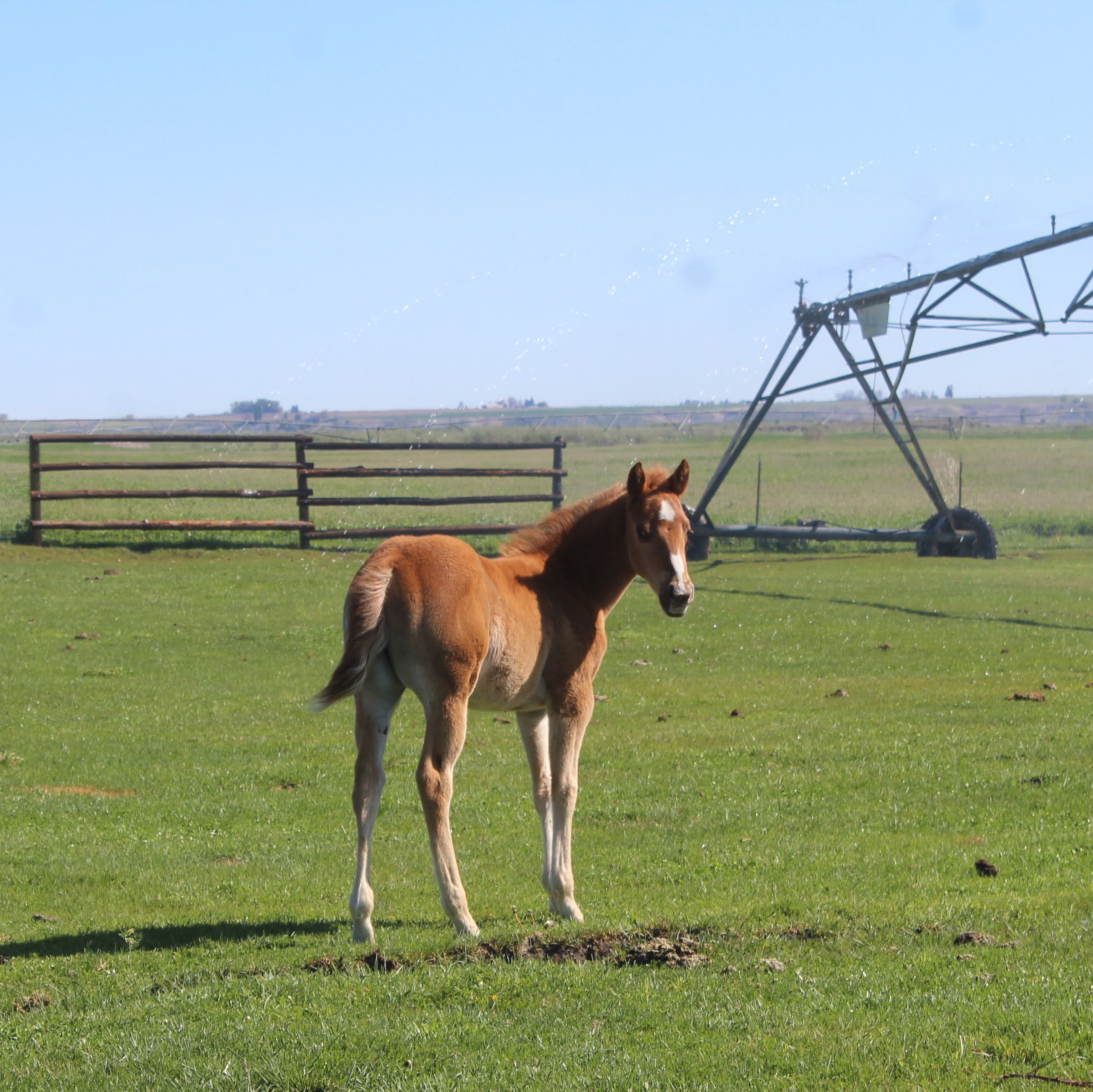 Gunnie May 2022 | KT Ranch