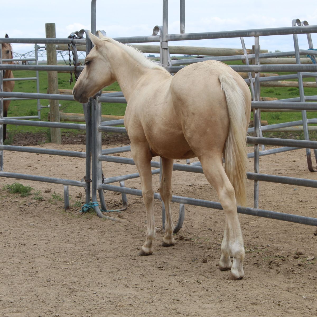 Fancy Yearling filly by Doll Docsan, “Leroy” | KT Ranch