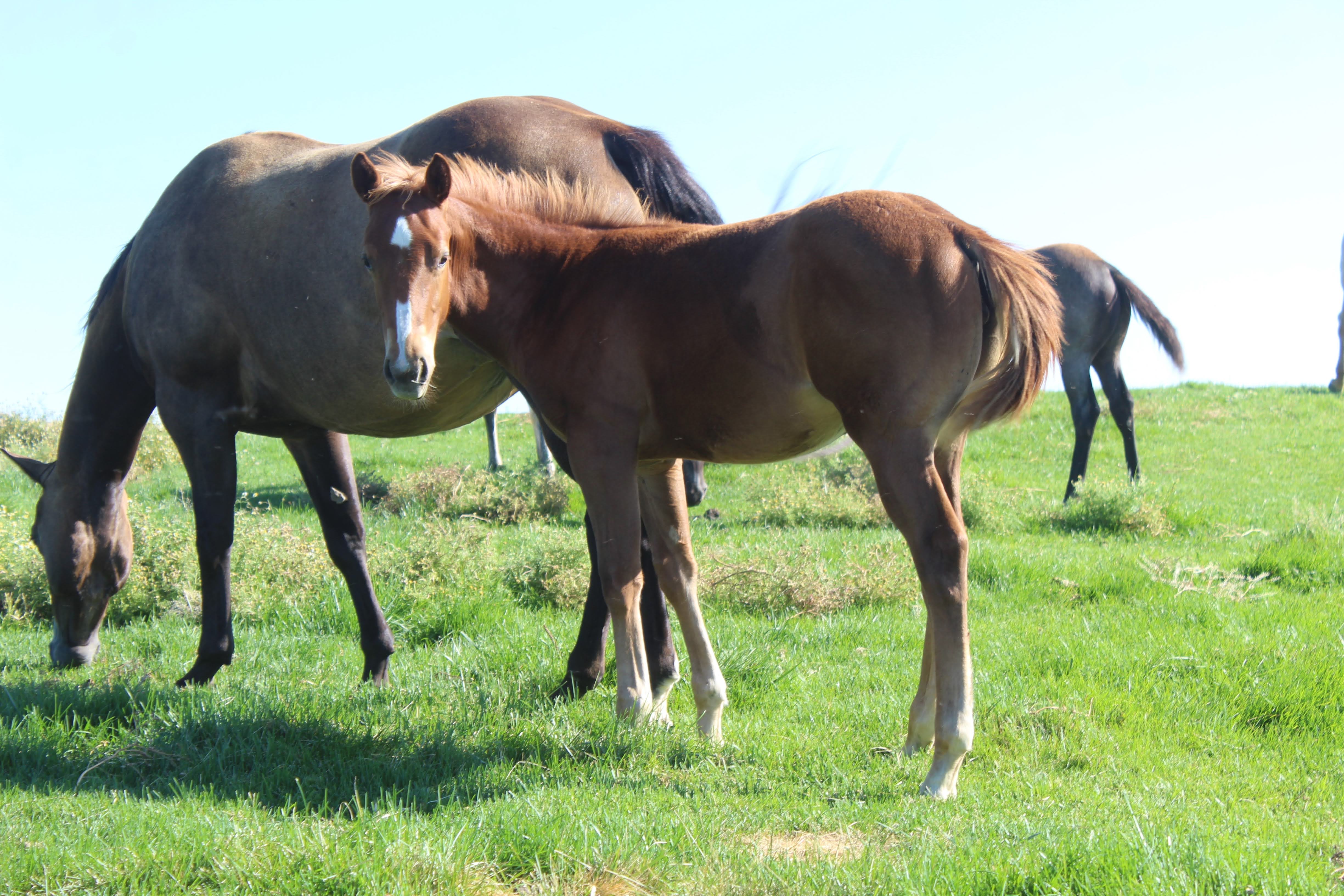 Gunnie July 2022 | KT Ranch