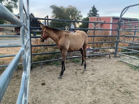 Started working on the 3rd group | KT Ranch