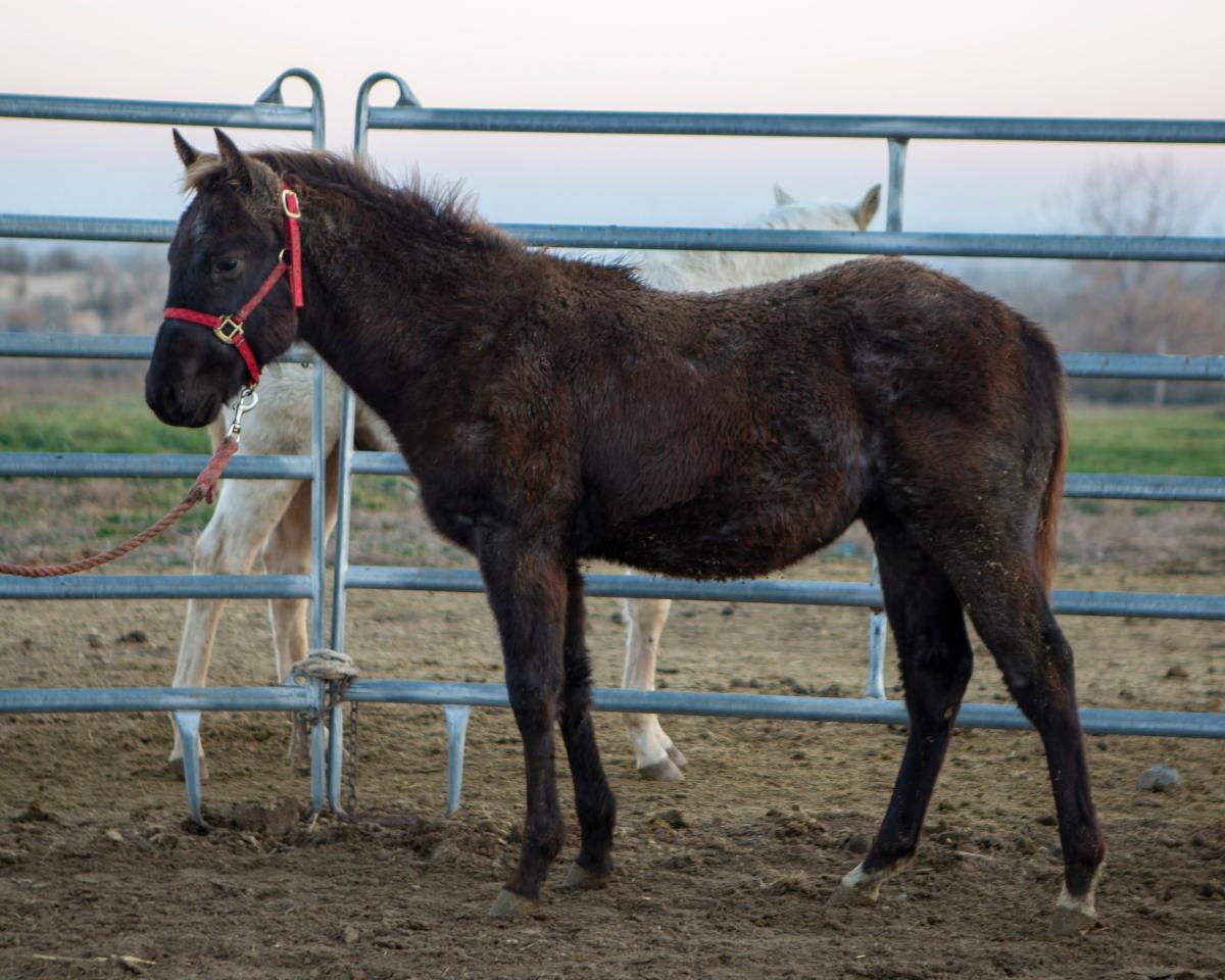 Agile and Catty Blue Roan Yearling Colt by KT King of Blue | KT Ranch