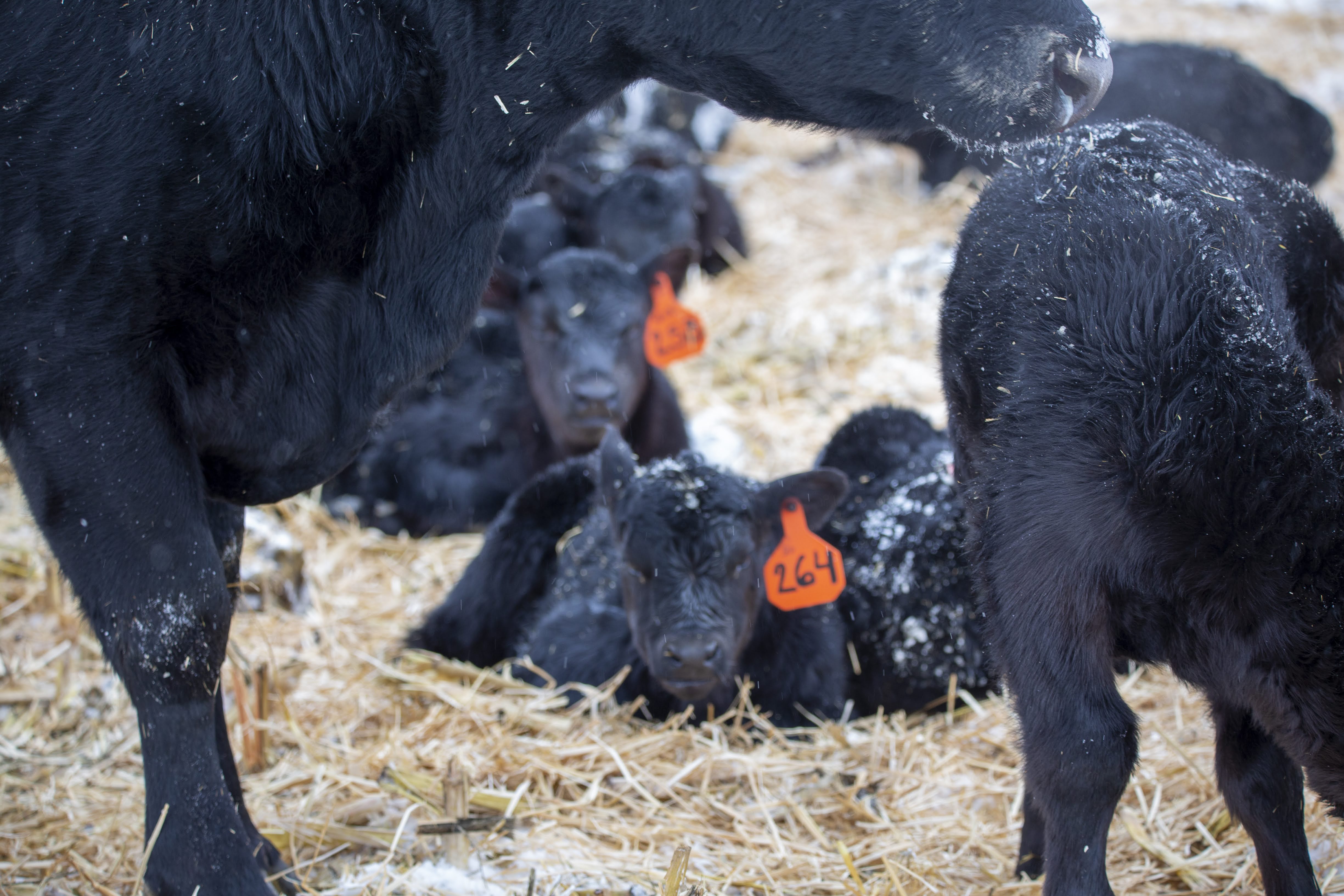 Calves.Twins.Dec2022 | KT Ranch