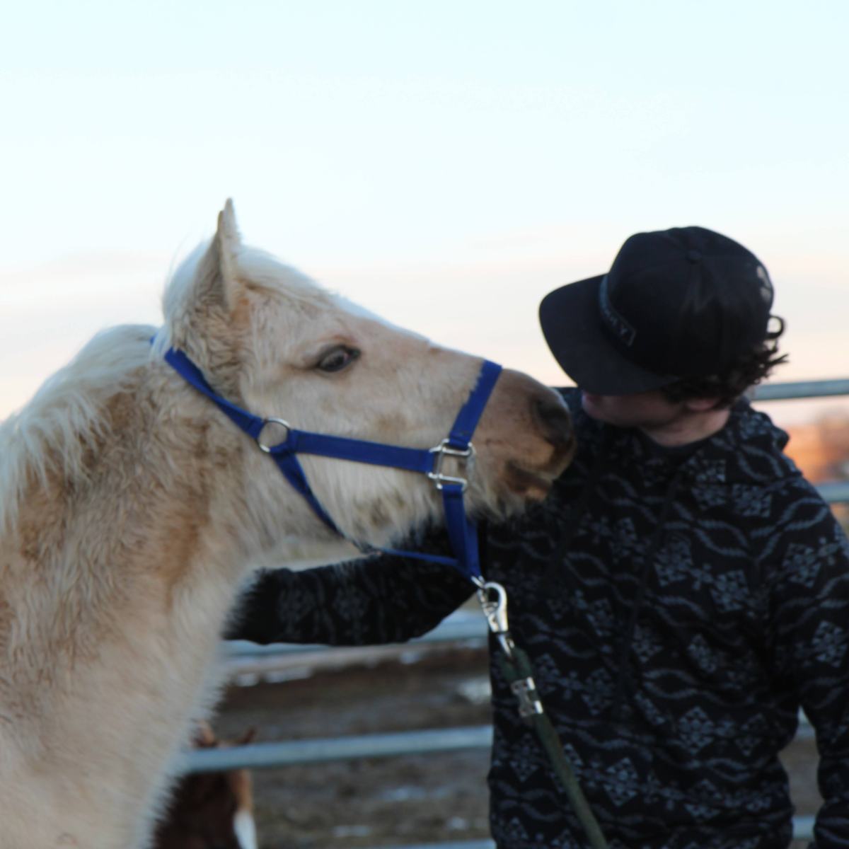 Love this Palomino Colt | KT Ranch