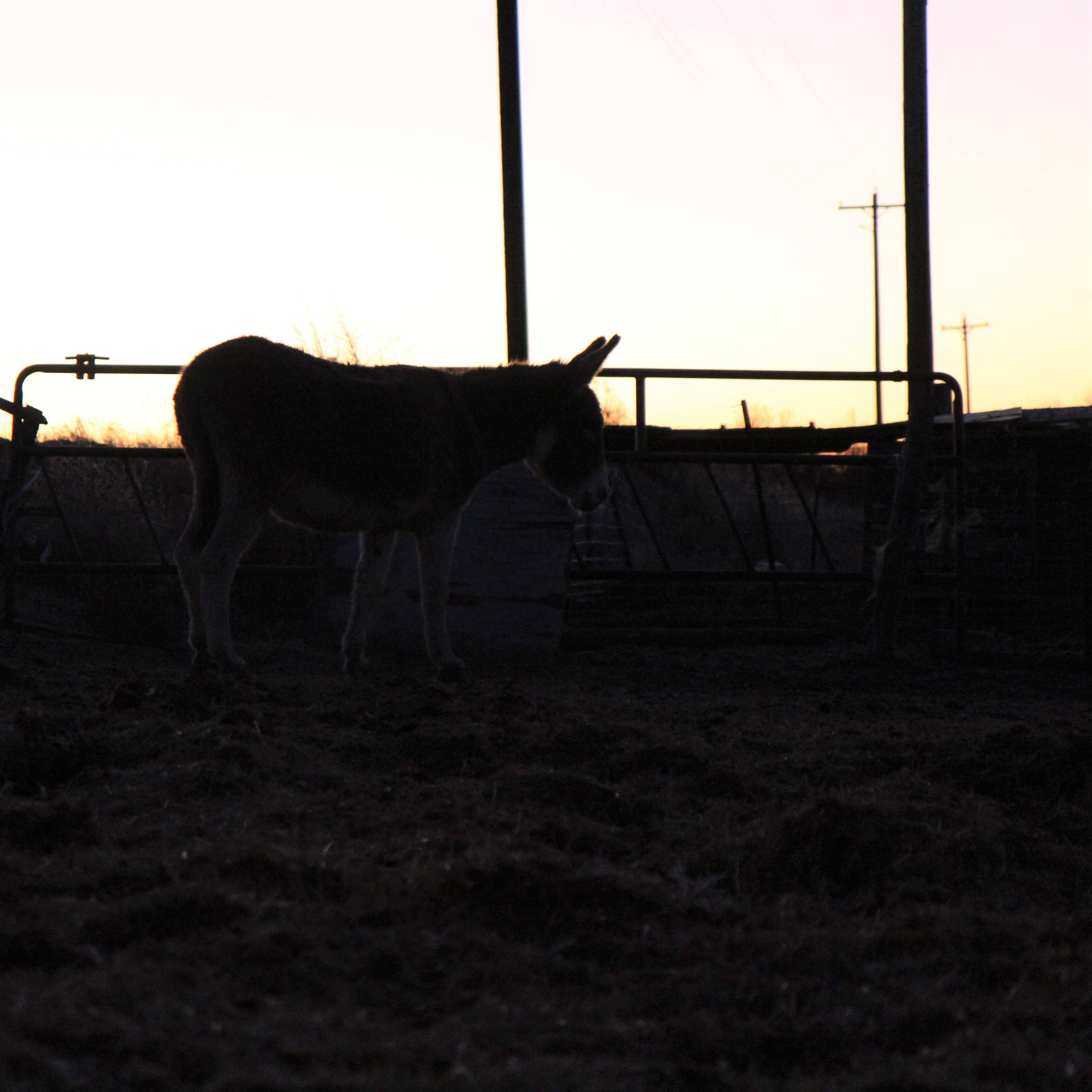 Basil Feb 2023 | KT Ranch