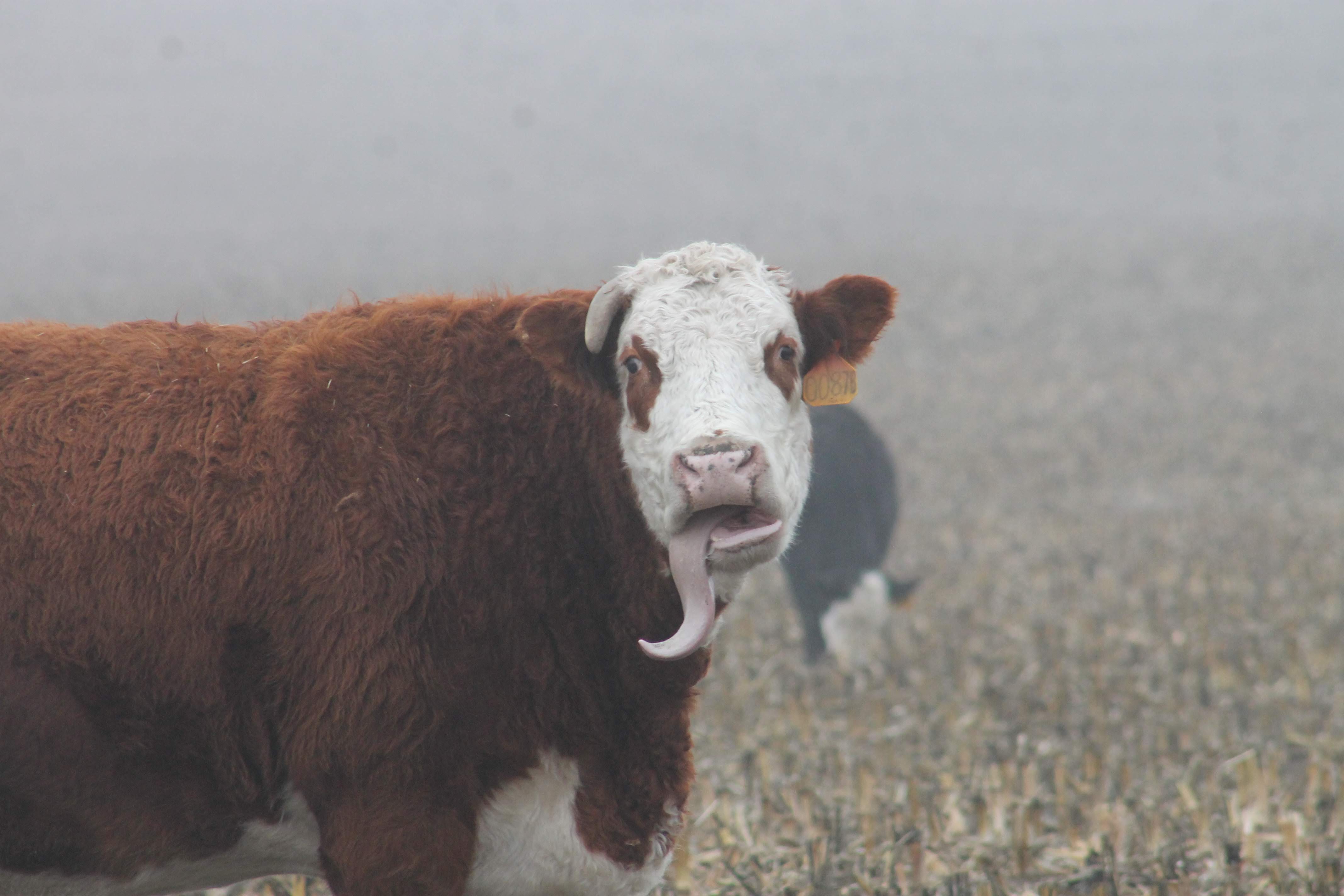 Freak cow Jan 2019 | KT Ranch