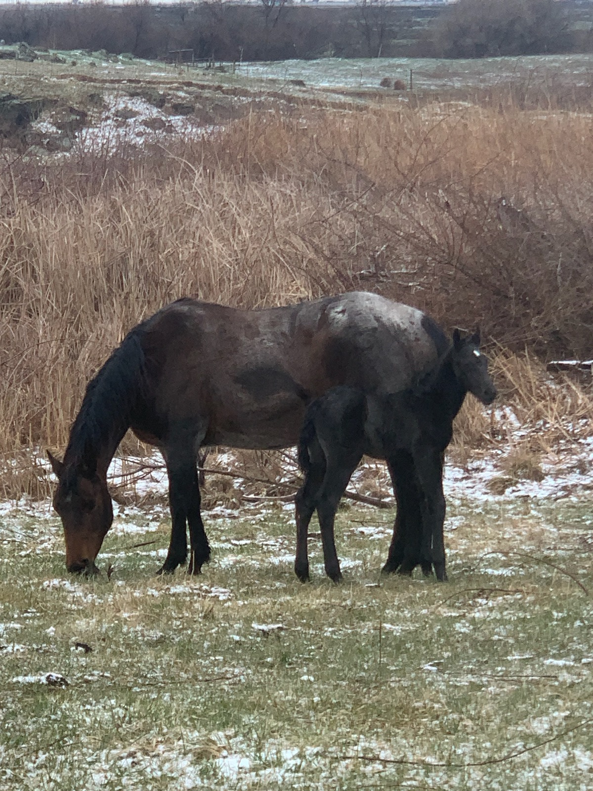 KT Gun for Hire, “Capone” | KT Ranch