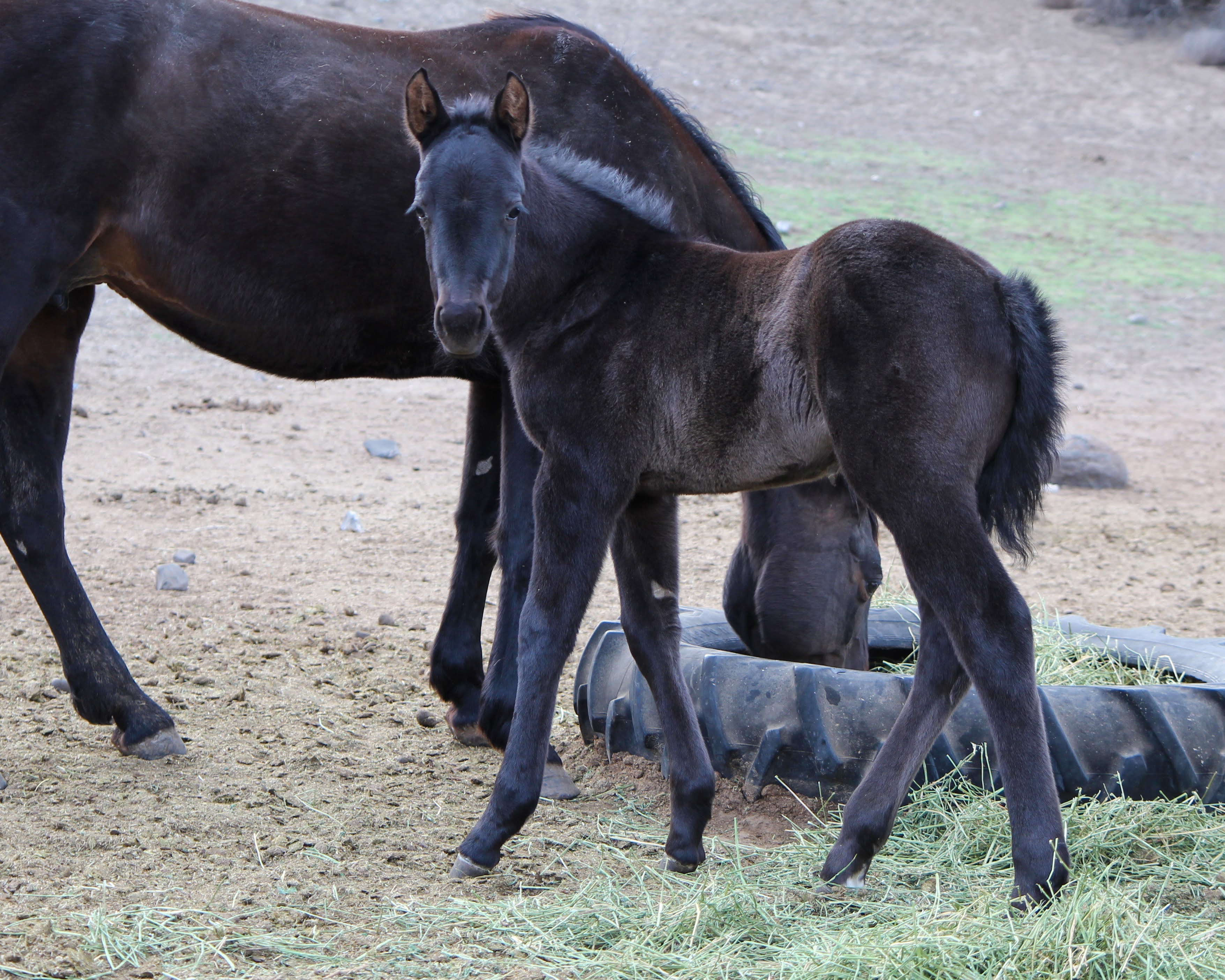 FTK Mud On My Stetson, “Ink” | KT Ranch