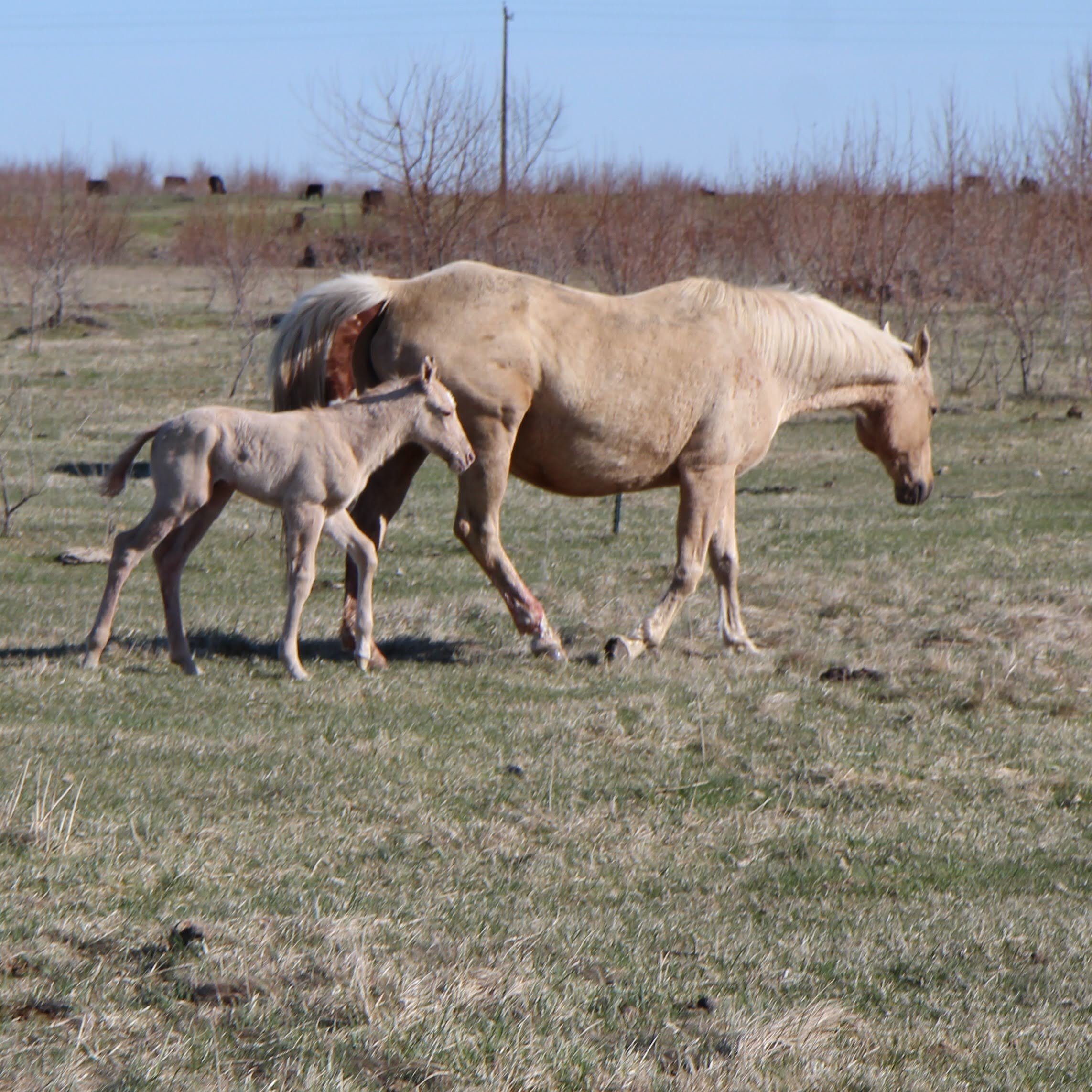 Two foals today: Shasta has a dunalino and Zoie has a bald faced pali ...