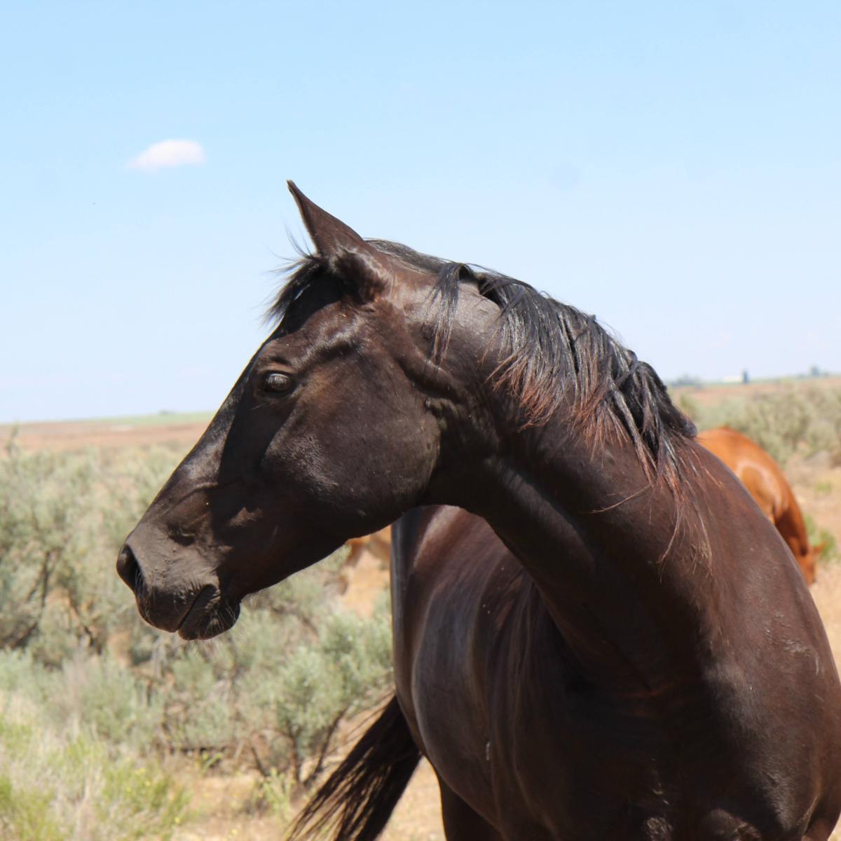 #MareMonday KT Charlie Queen “Charlie” | KT Ranch