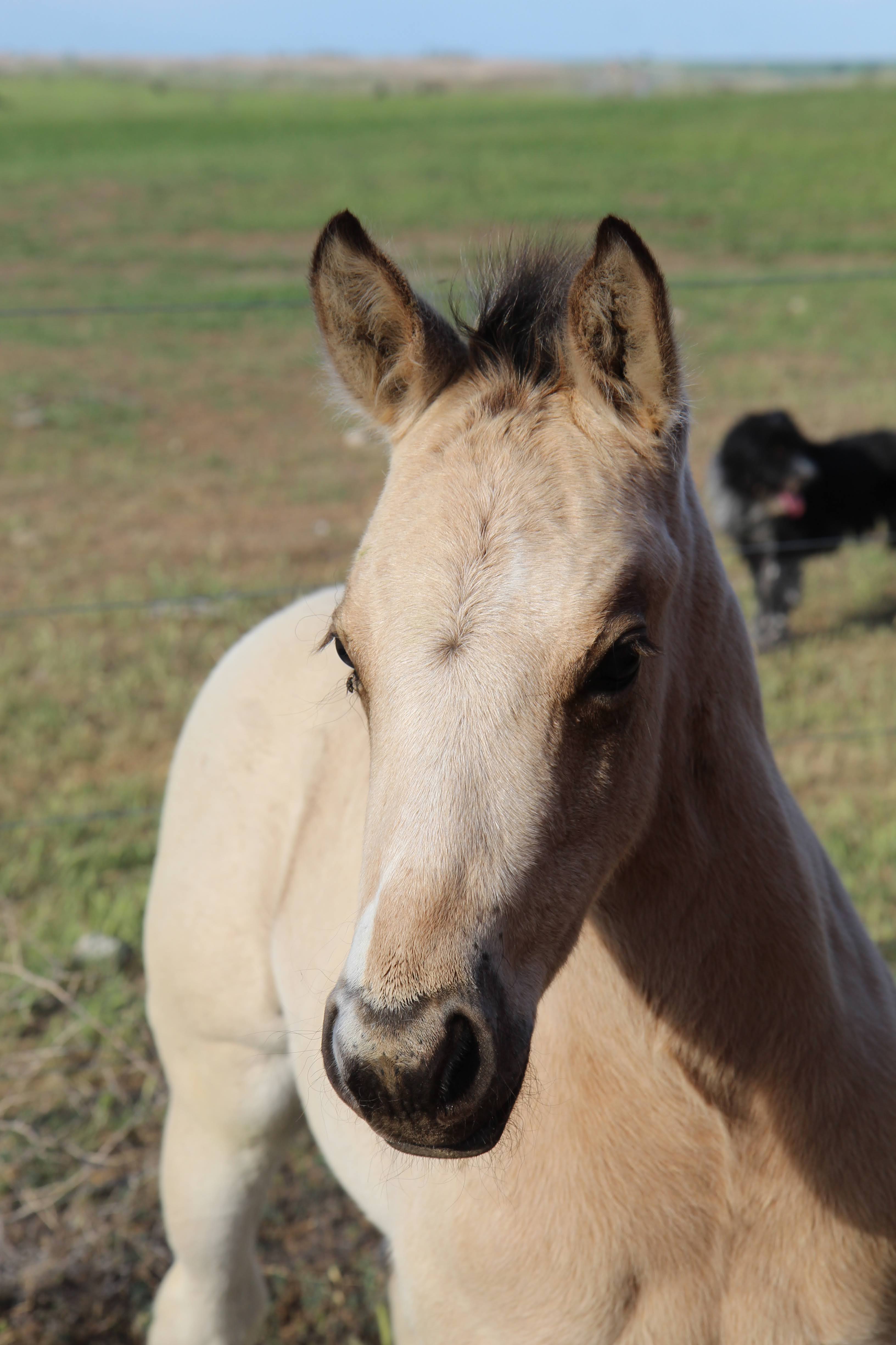 KT Genuine Gunner “Duke” | KT Ranch