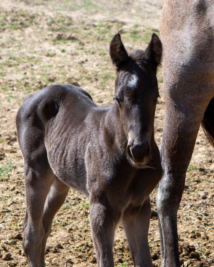 KT Better Call Saul | KT Ranch