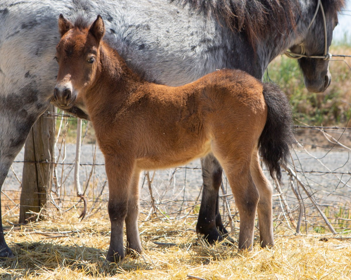 KT Wee Lass | KT Ranch
