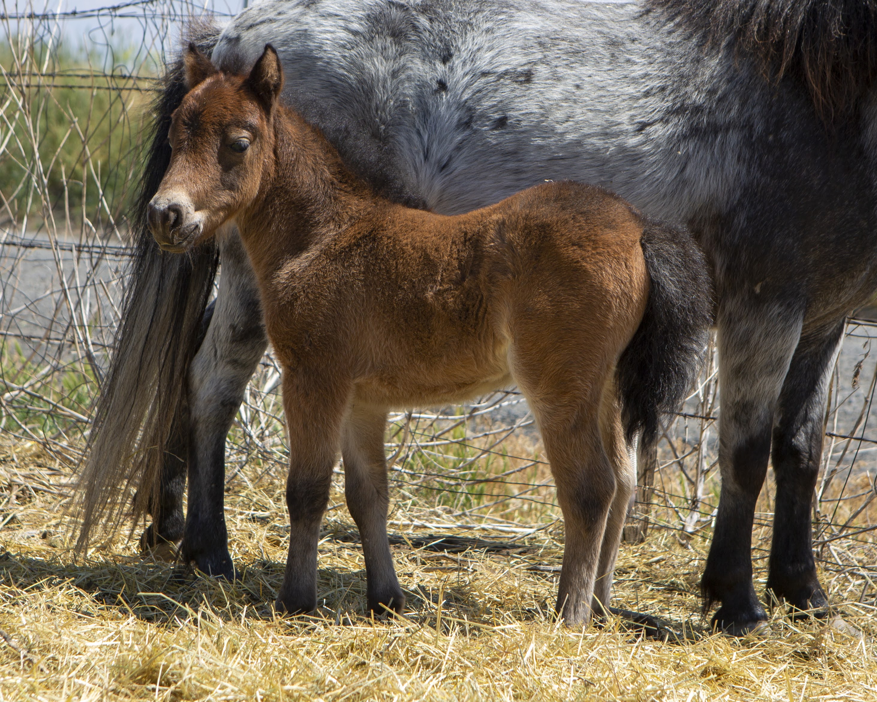 KT Wee Lass | KT Ranch