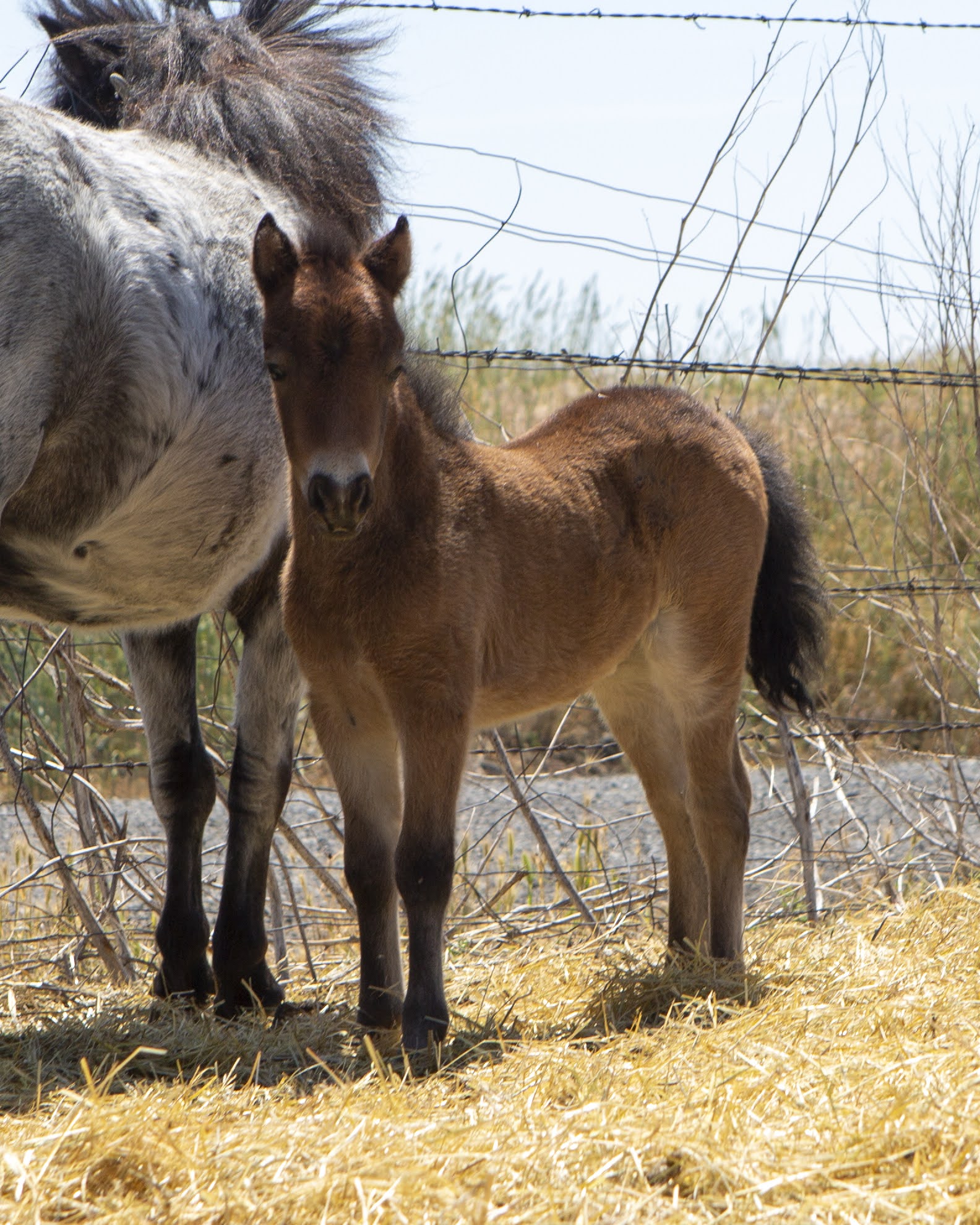 KT Wee Lass | KT Ranch