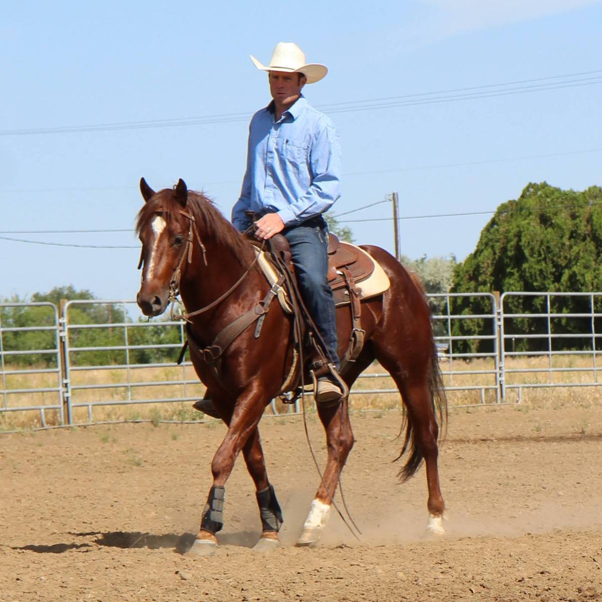 KT Ranch | Working Ranch Quarter Horses for Sale in Connell, WA