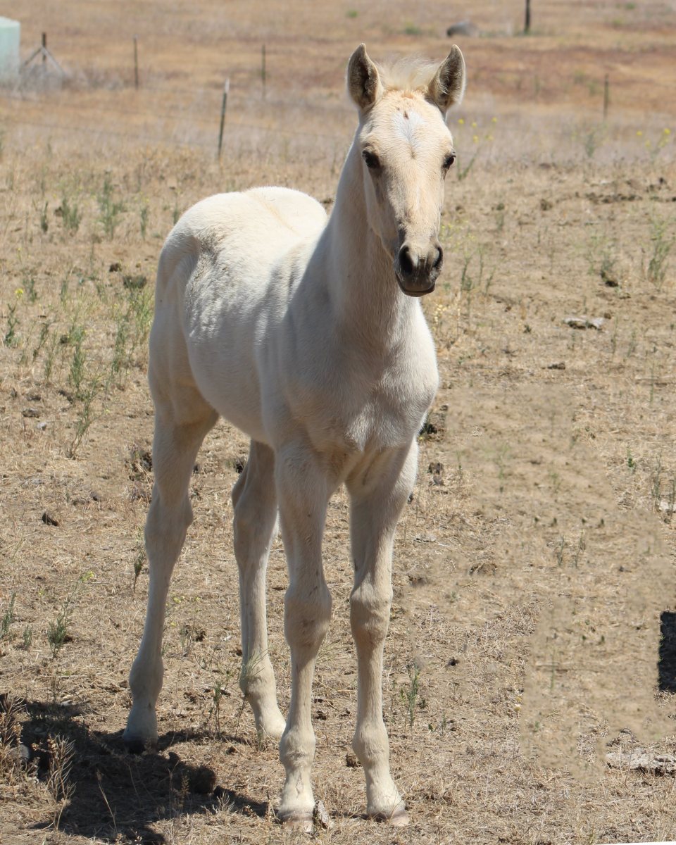 KT Super Punchin Sage, “Super Puncher” | KT Ranch