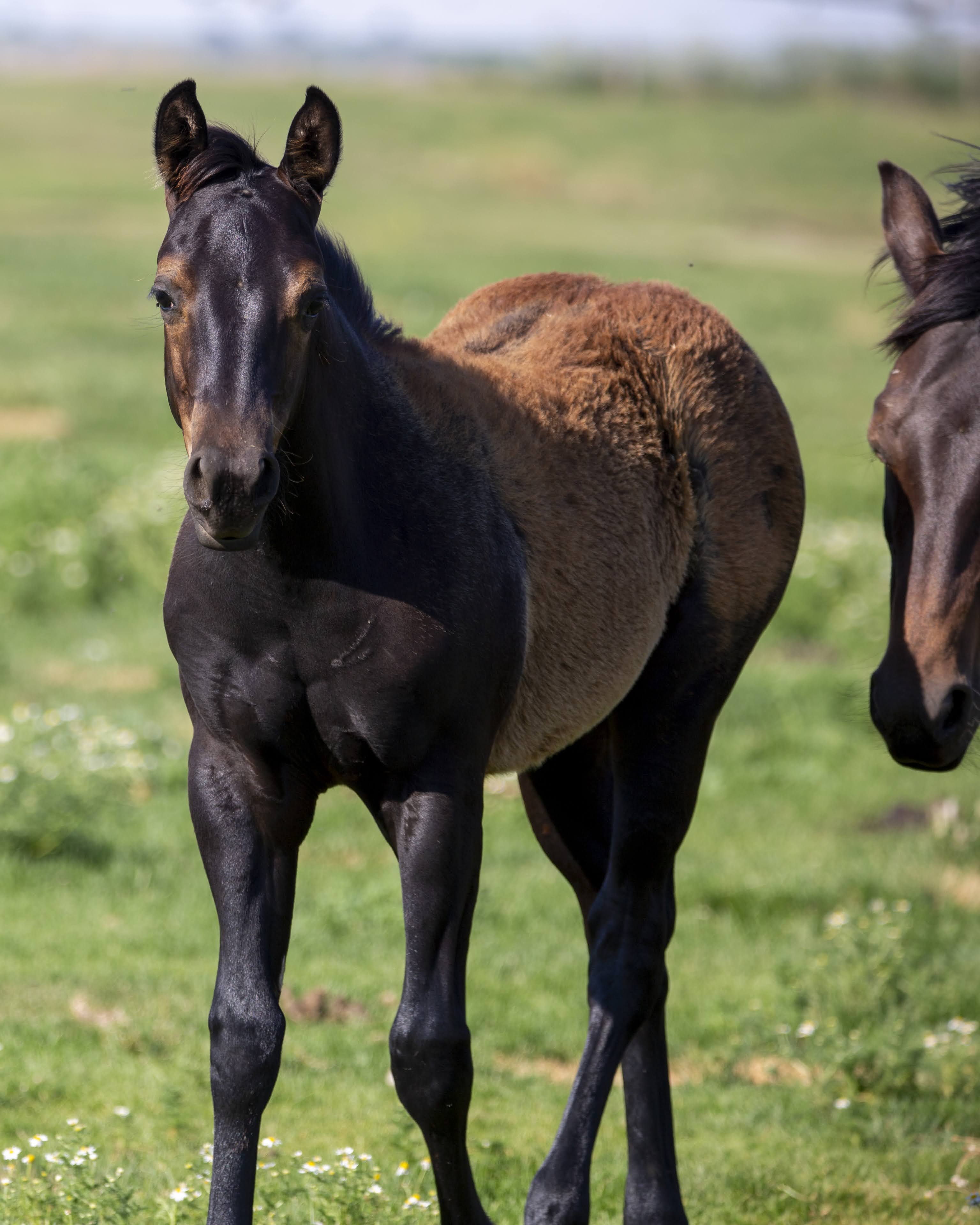 FTK Mud On My Stetson, “Ink” | KT Ranch