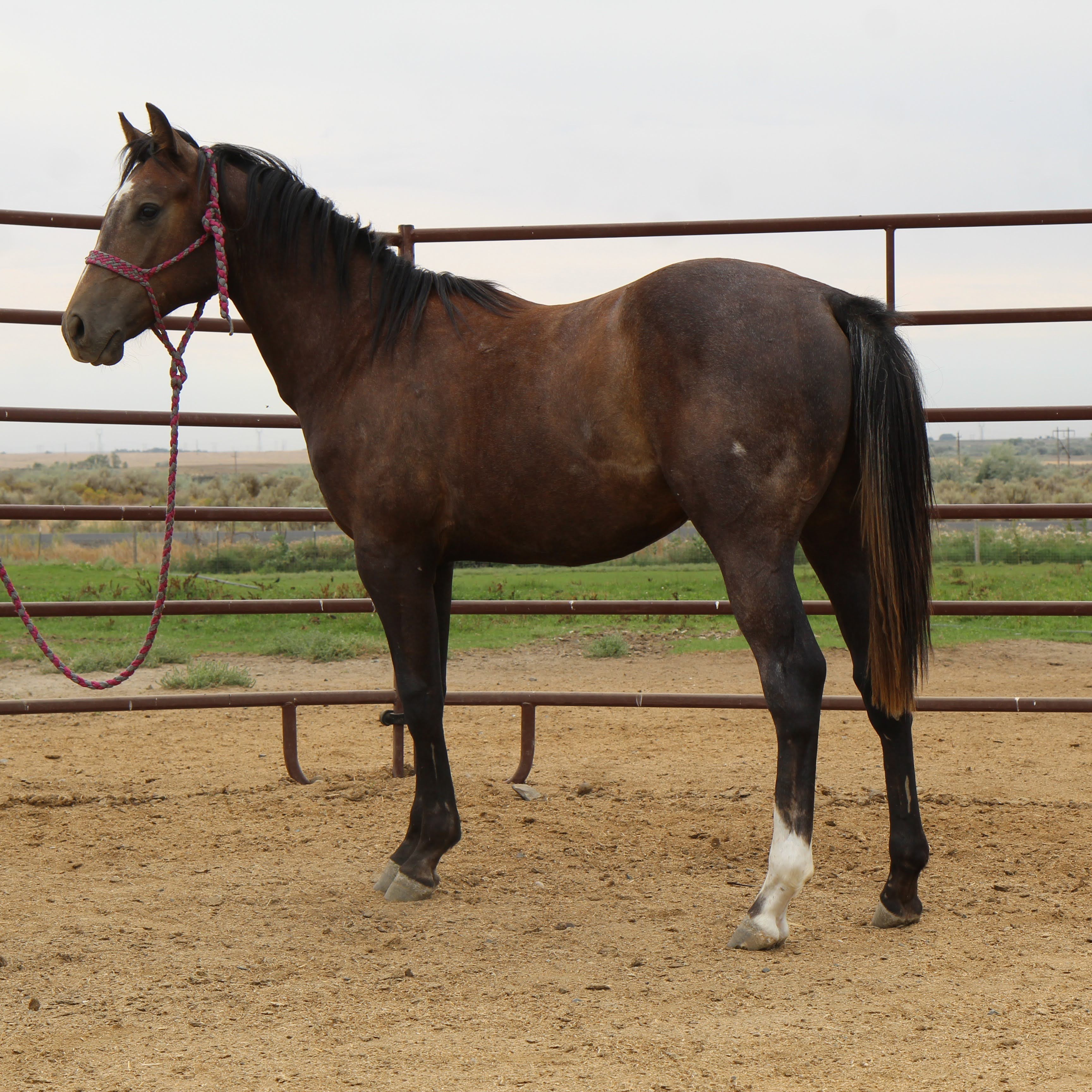 Gray yearling colt with Apache blue Coy, Judge Cash and more. | KT Ranch
