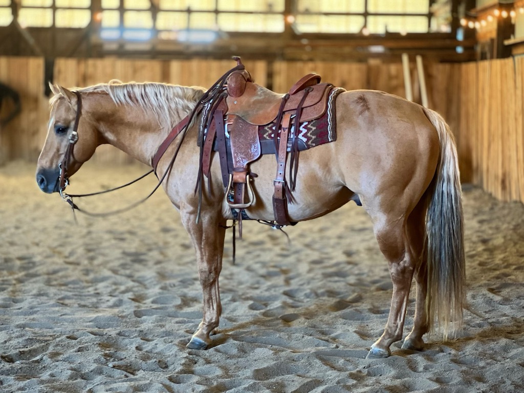 Dun, (color tested as e/e, A/a, N/Cr, D/N) Stallion for Sale. Patterned ...