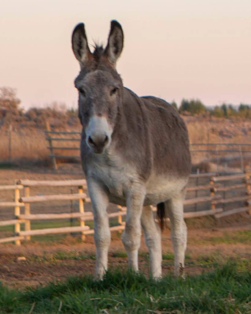 Sale Page | KT Ranch