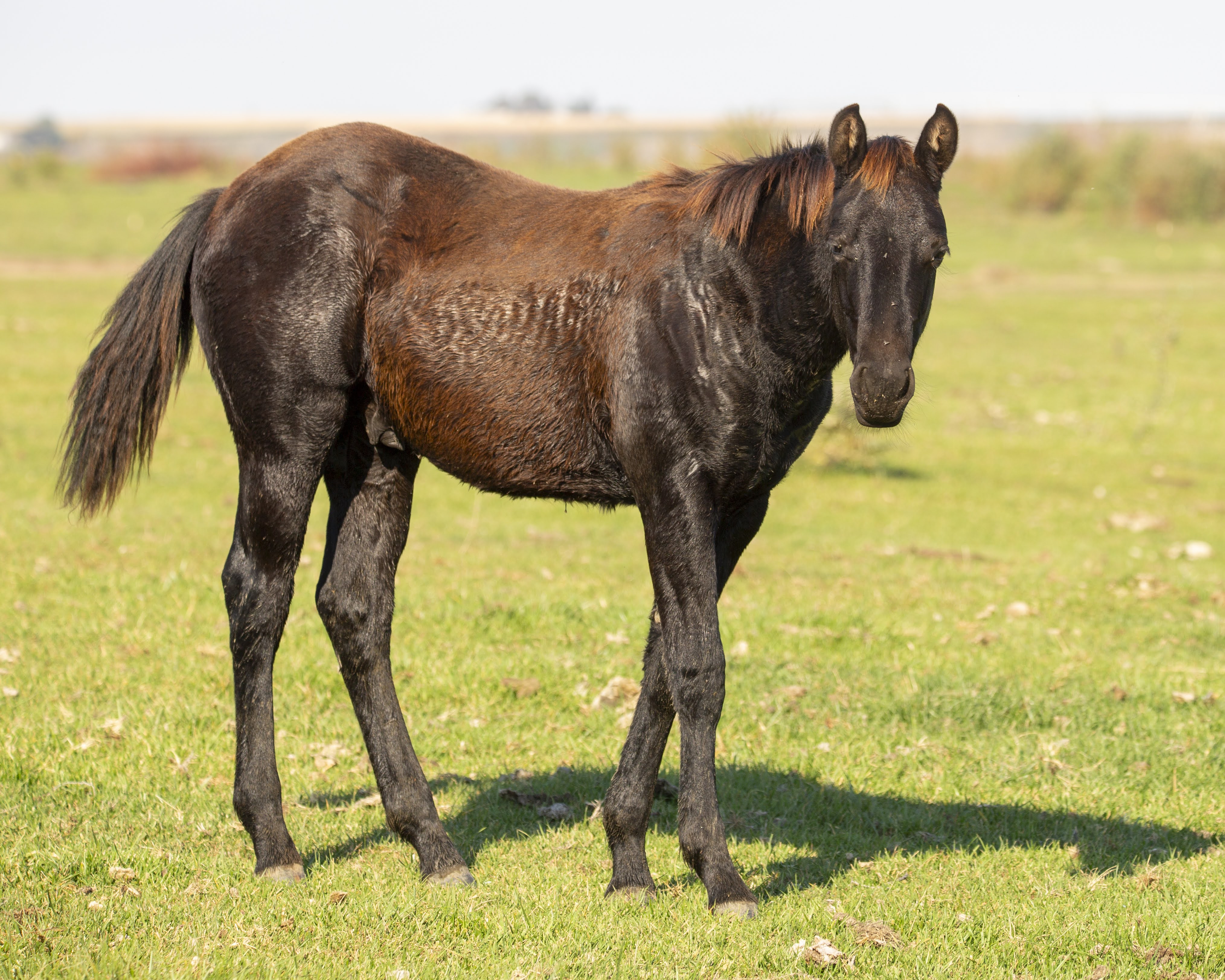 FTK Mud On My Stetson, “Ink” | KT Ranch