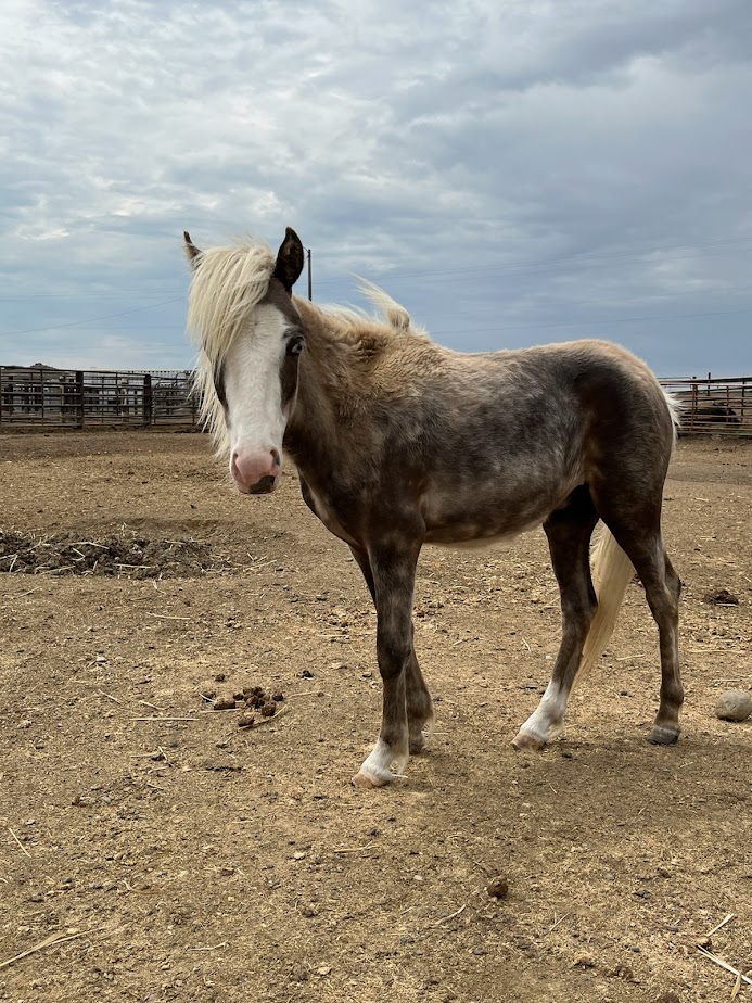 Yearling Silver Black Mini/Pony cross colt with one blue eye | KT Ranch