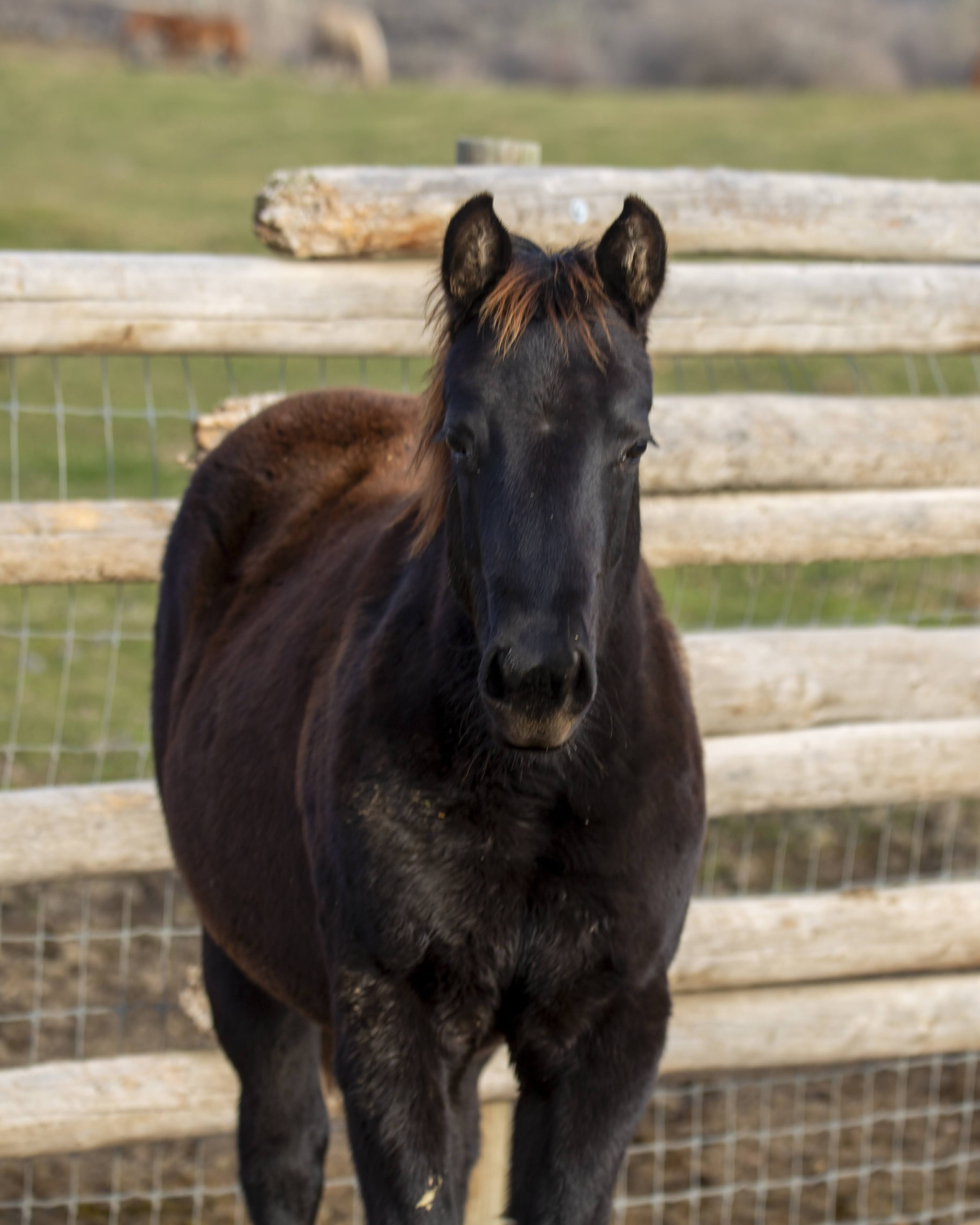FTK Mud On My Stetson, “Ink” | KT Ranch