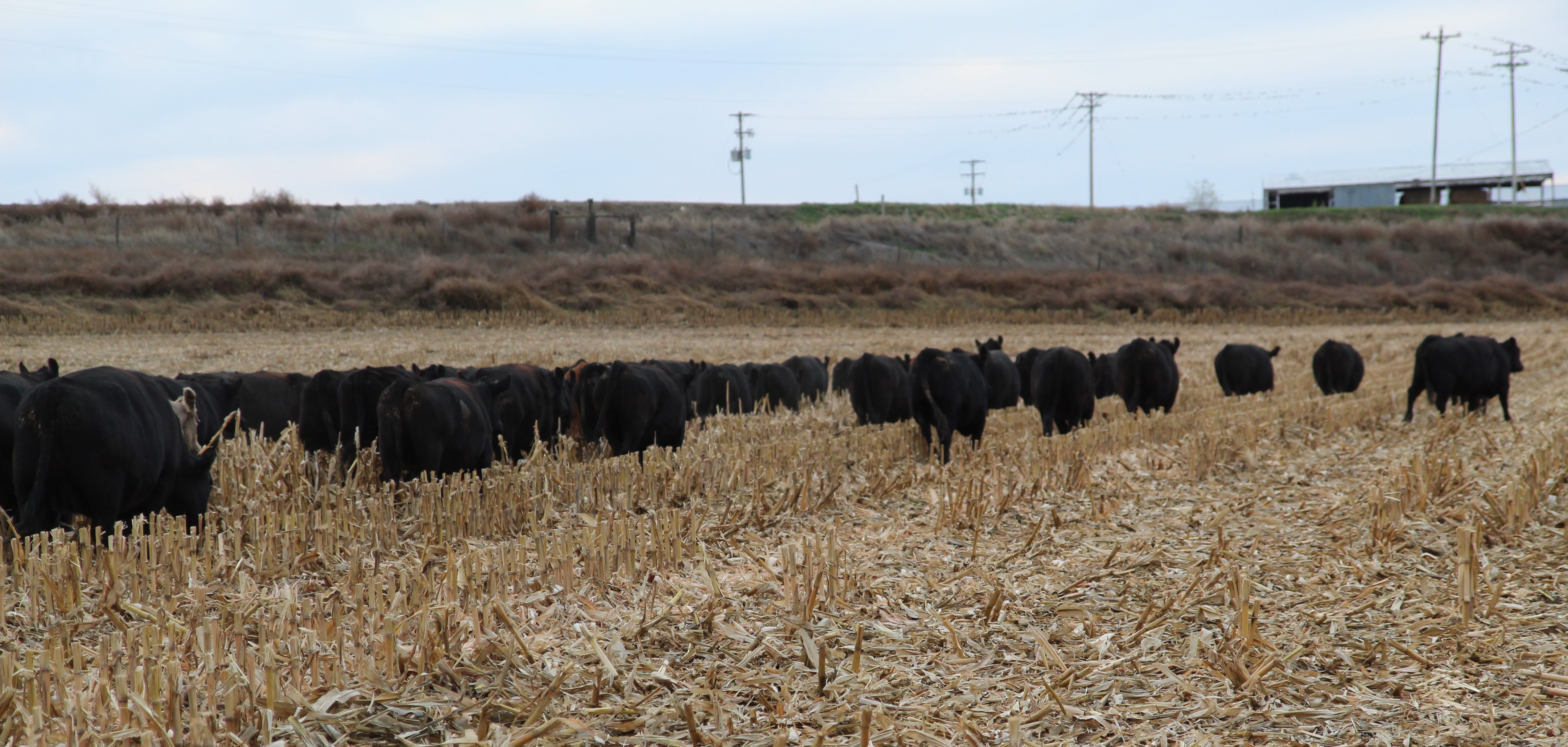 Moving cows Nov 2023 | KT Ranch