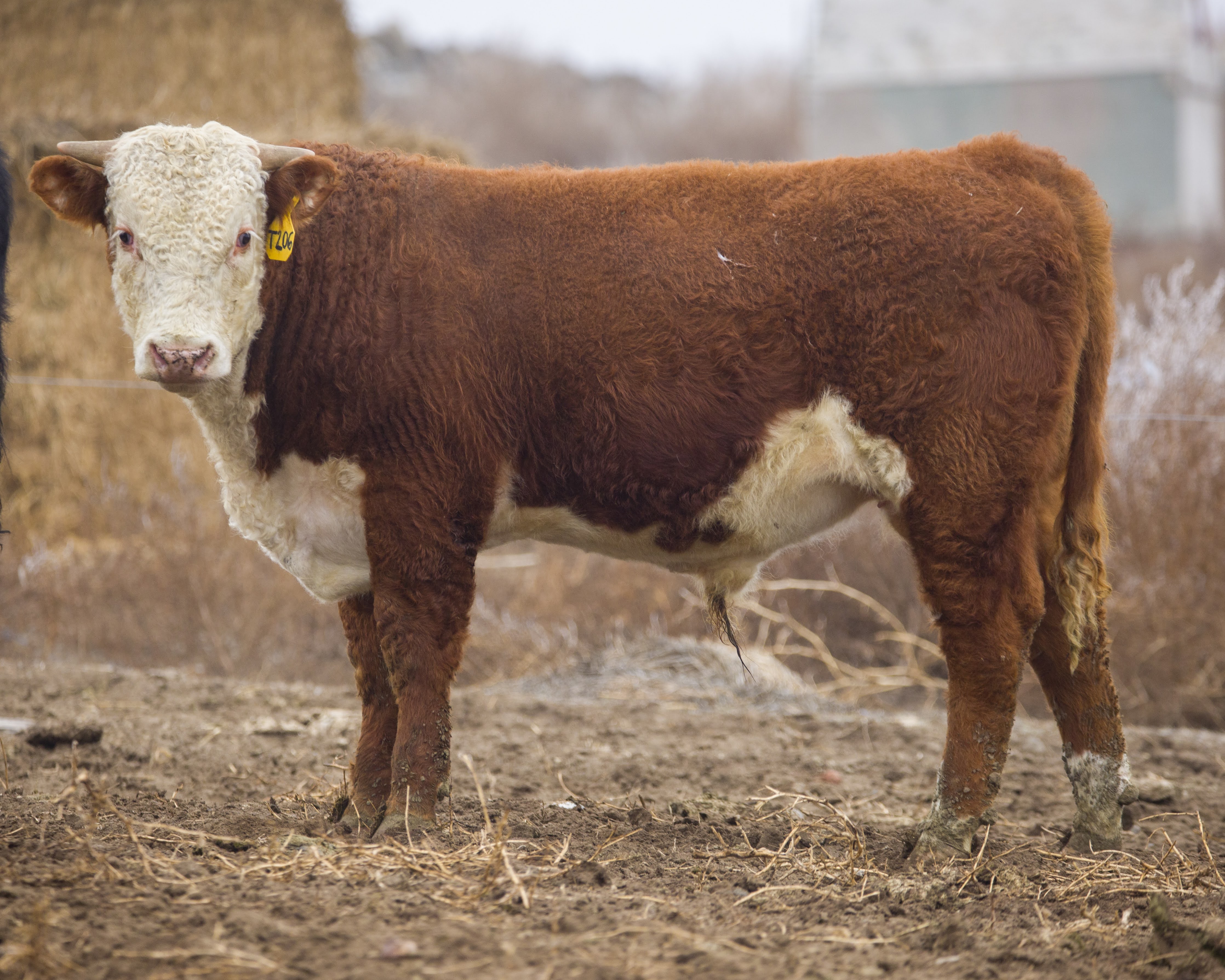 KT Big Red Mark 206 | KT Ranch