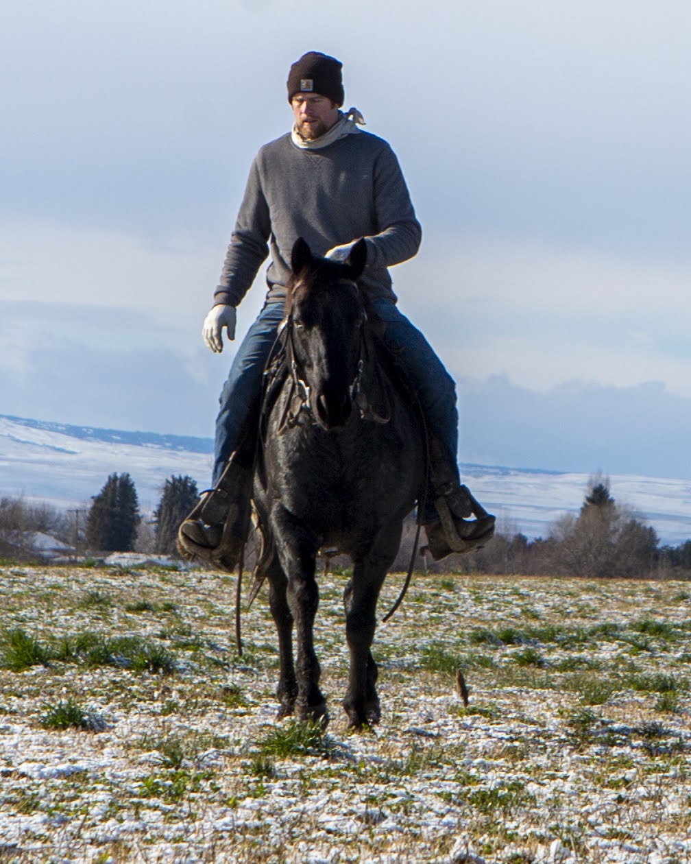 King was sold to Ariel Garrett in Burns, Oregon. She is standing him to ...